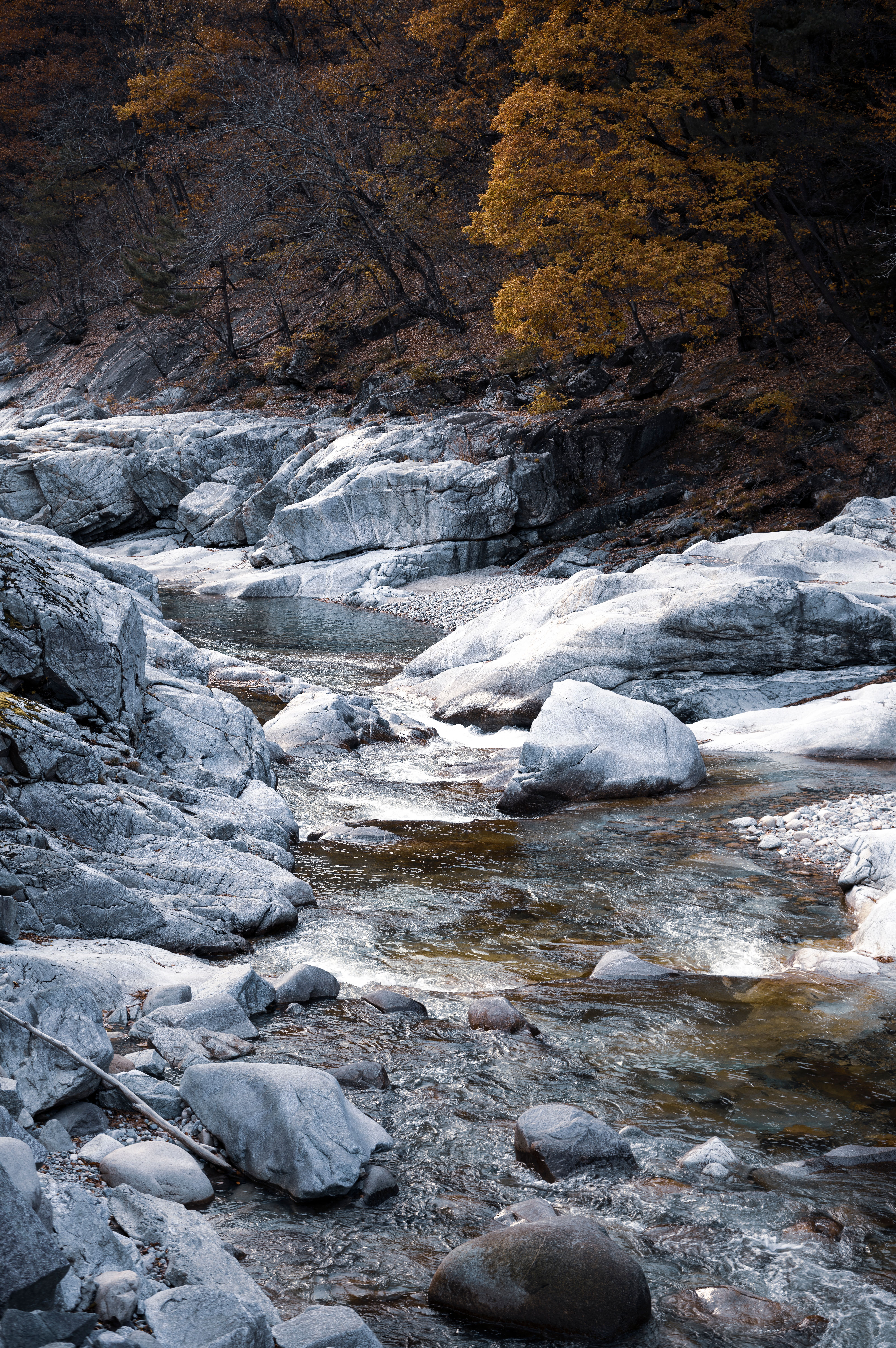 Colorful Cliffside Vegetation in Autumn · Free Stock Photo