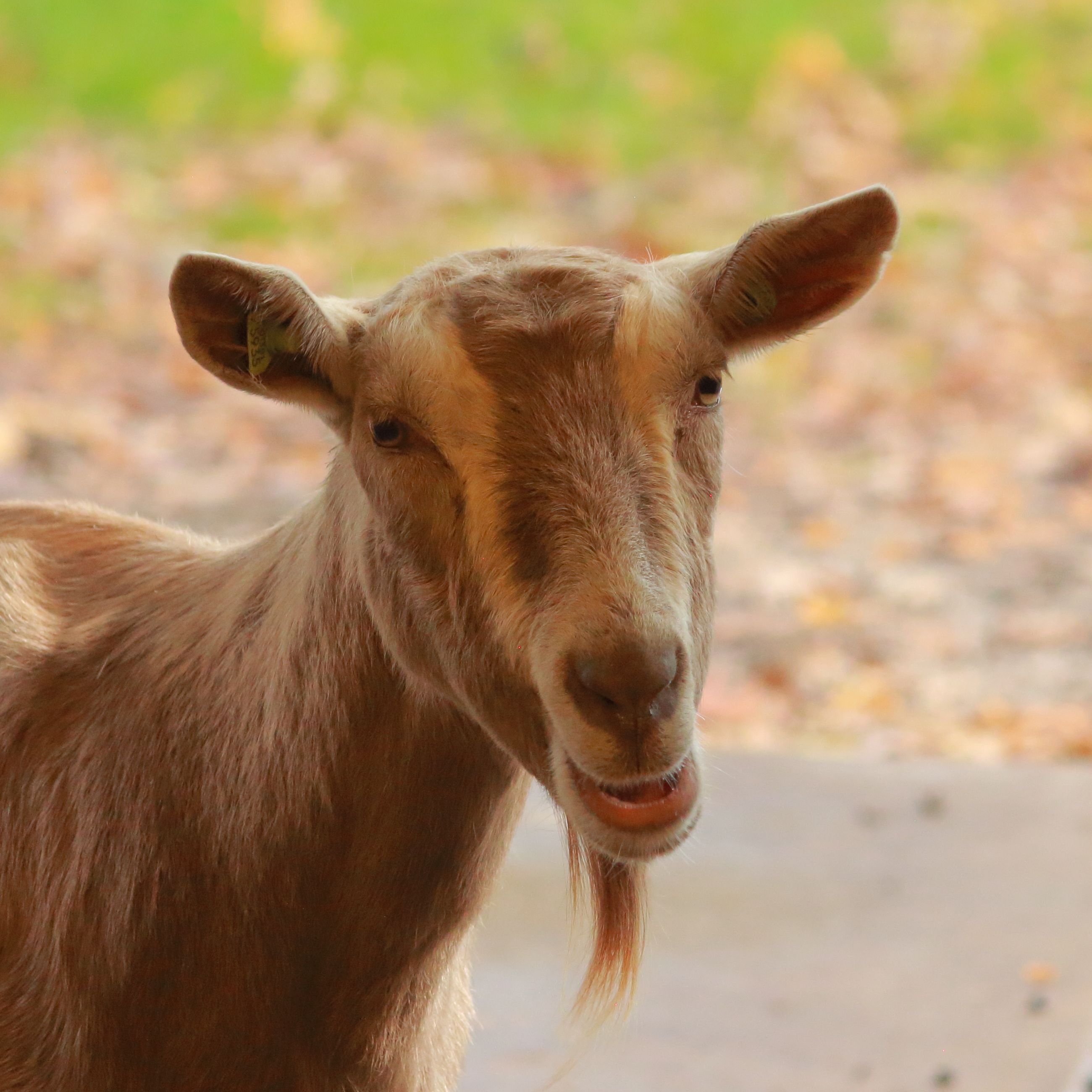 Close-up of a Goat in Autumn Scene · Free Stock Photo