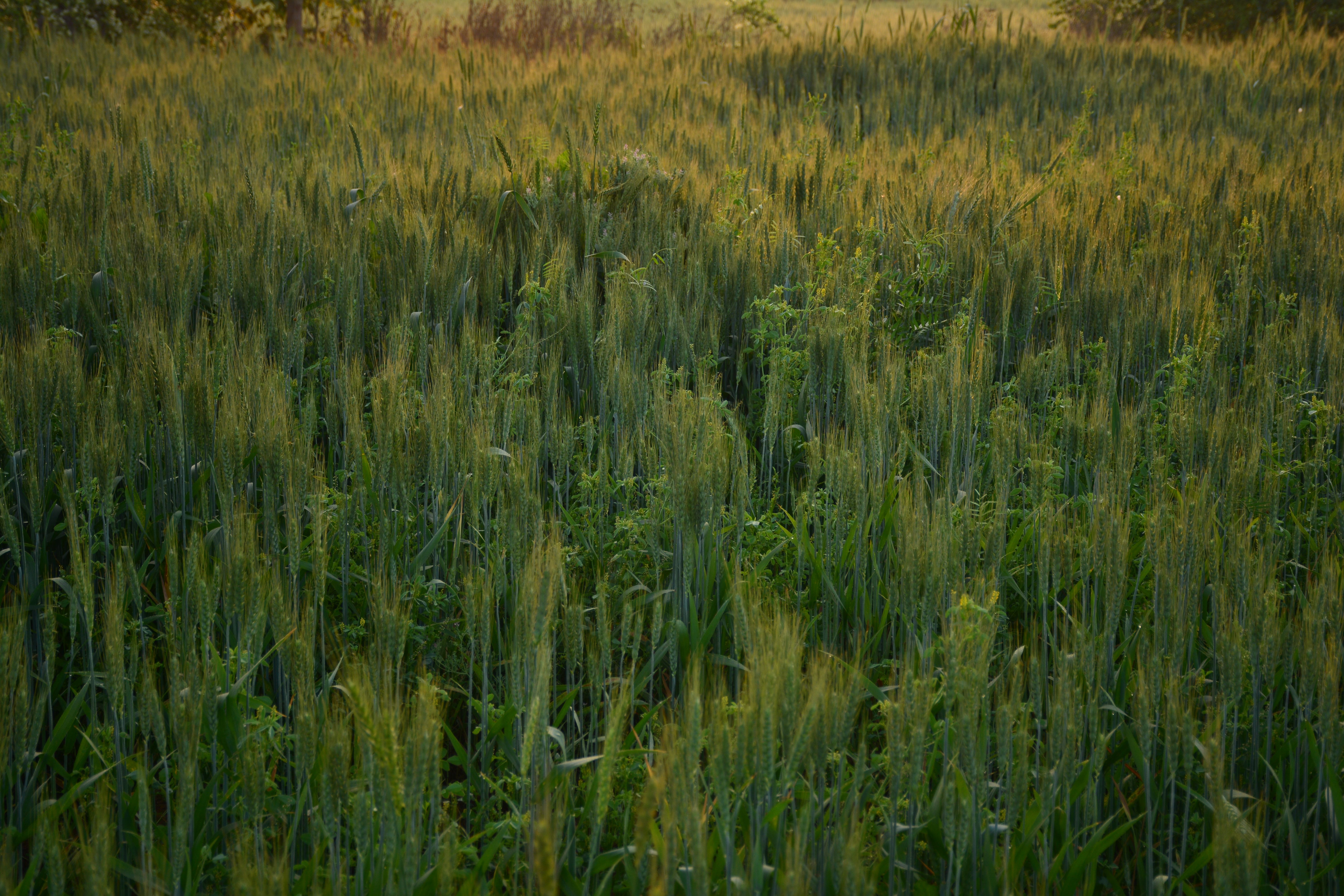 Durum Plants · Pexels