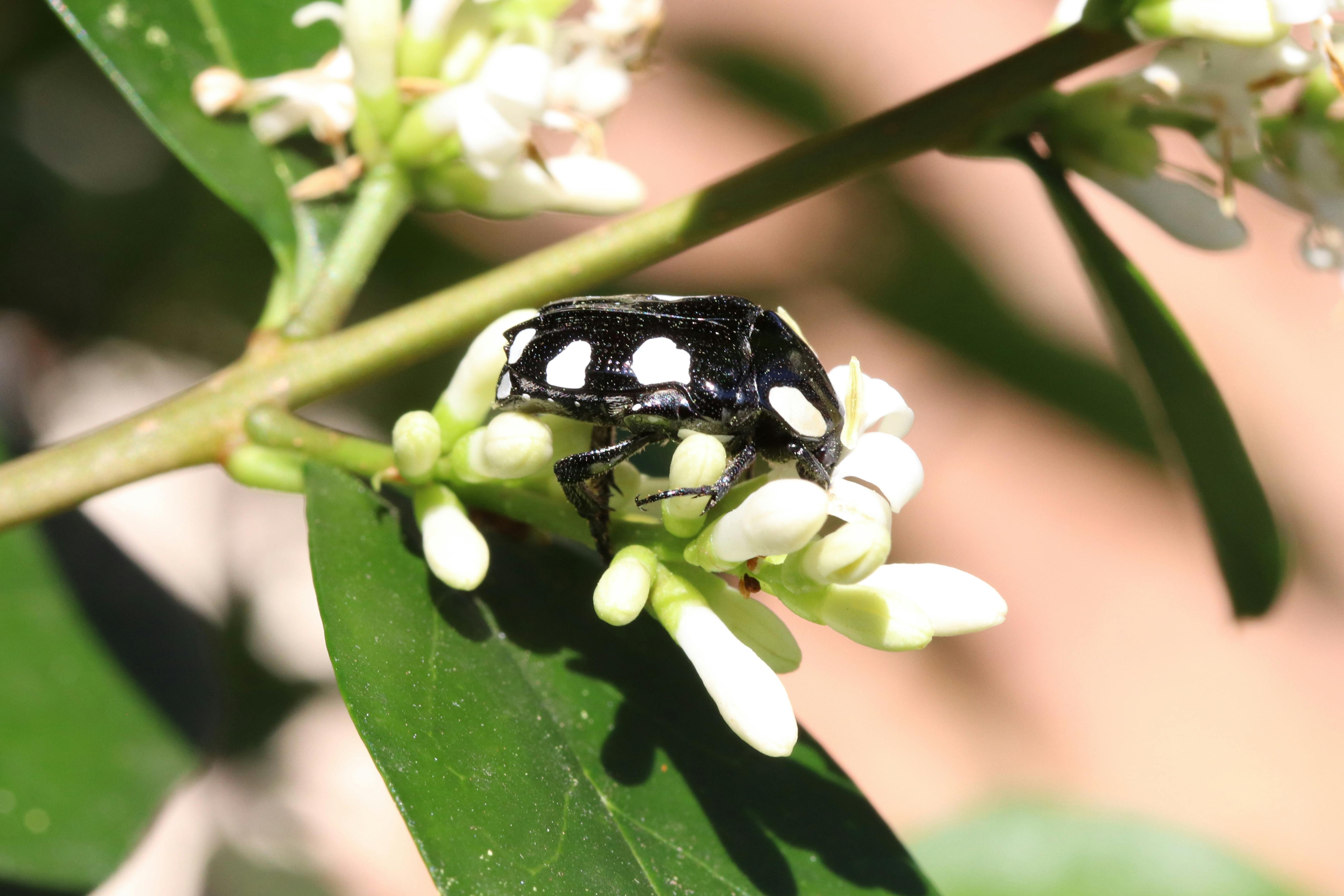 Hat+Kata+Photo Photos, Download The BEST Free Hat+Kata+Photo Stock ...