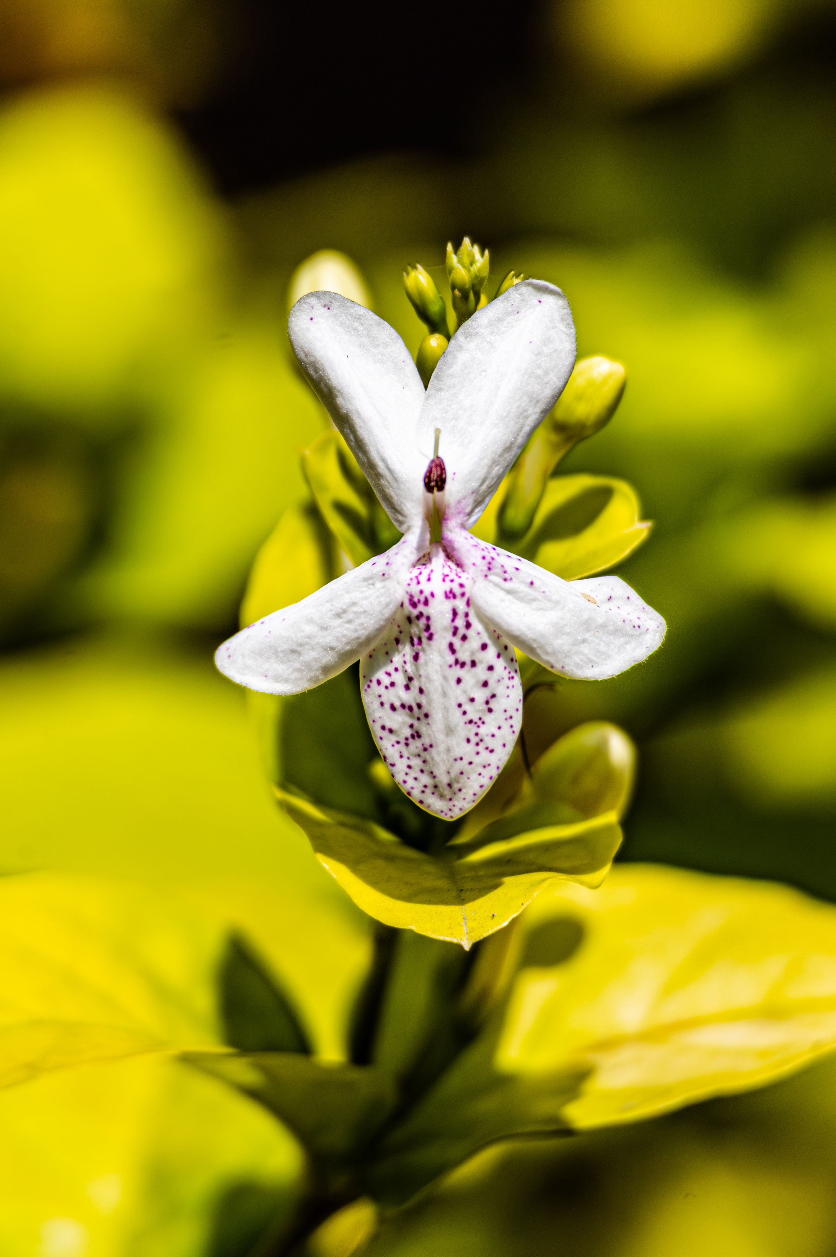 Close-up of Tropical Purple-spotted Flower · Free Stock Photo