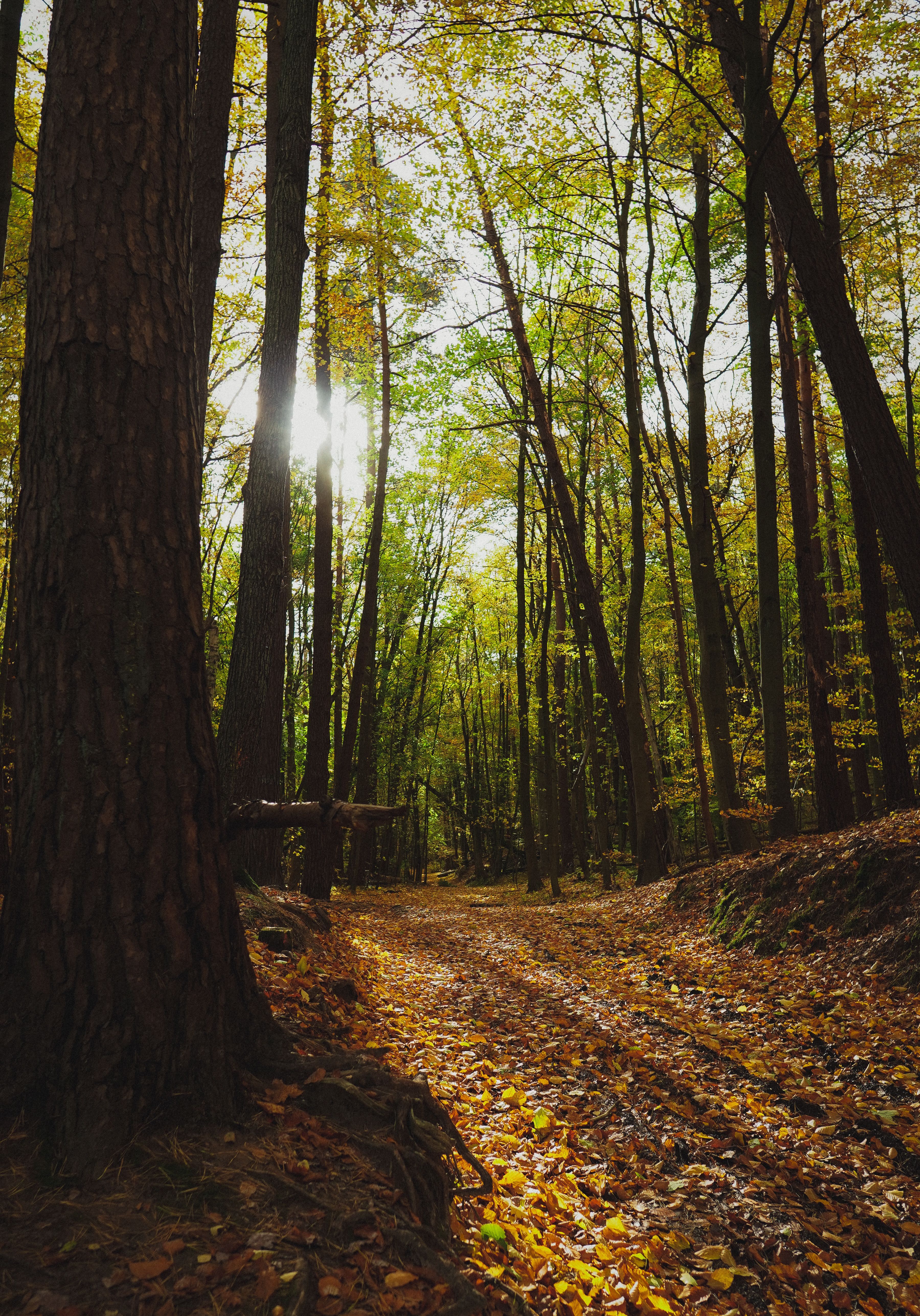 Majestic Autumn Forest Path at Sunrise · Free Stock Photo