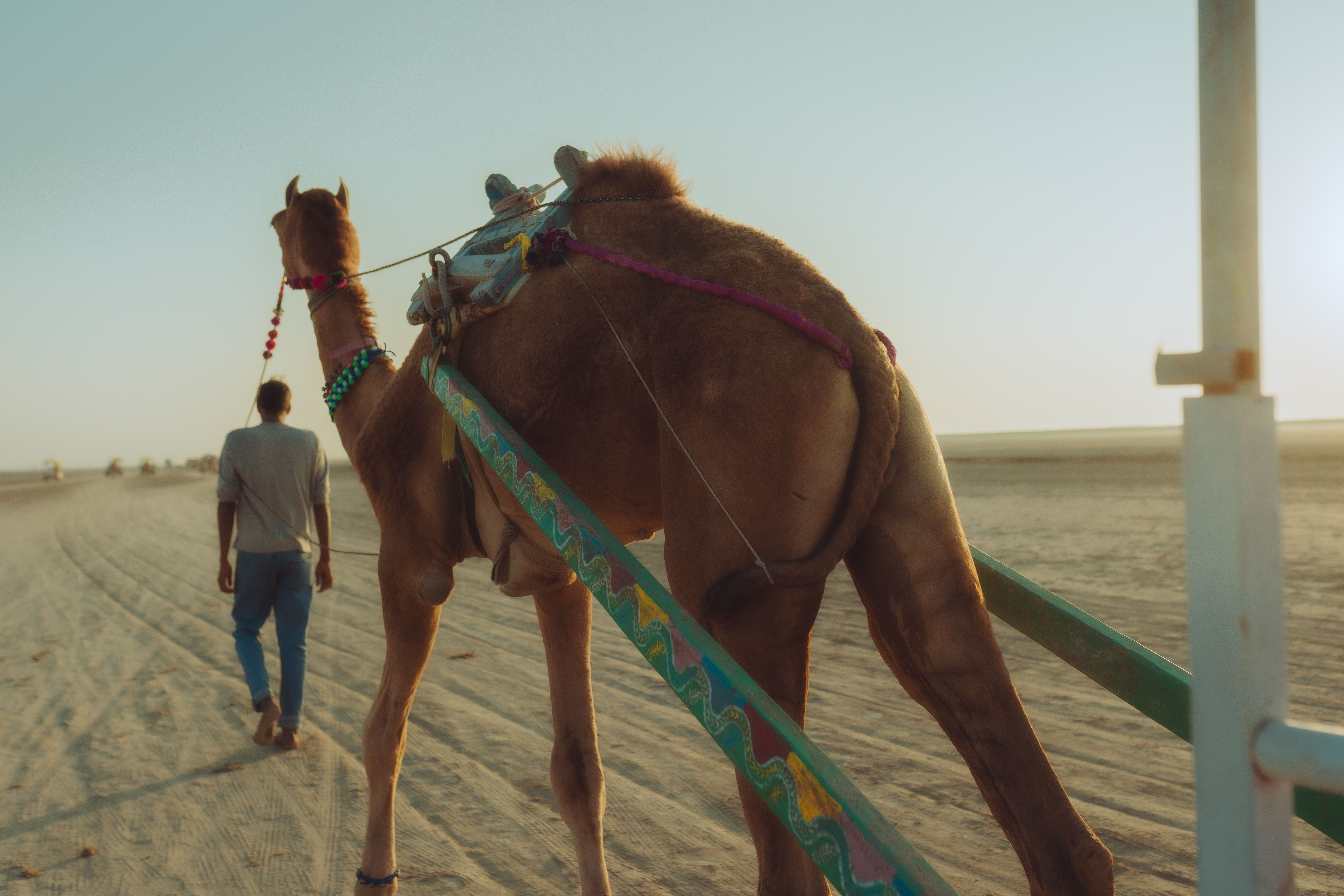 Camel Trekking in the Desert of Gujarat · Free Stock Photo