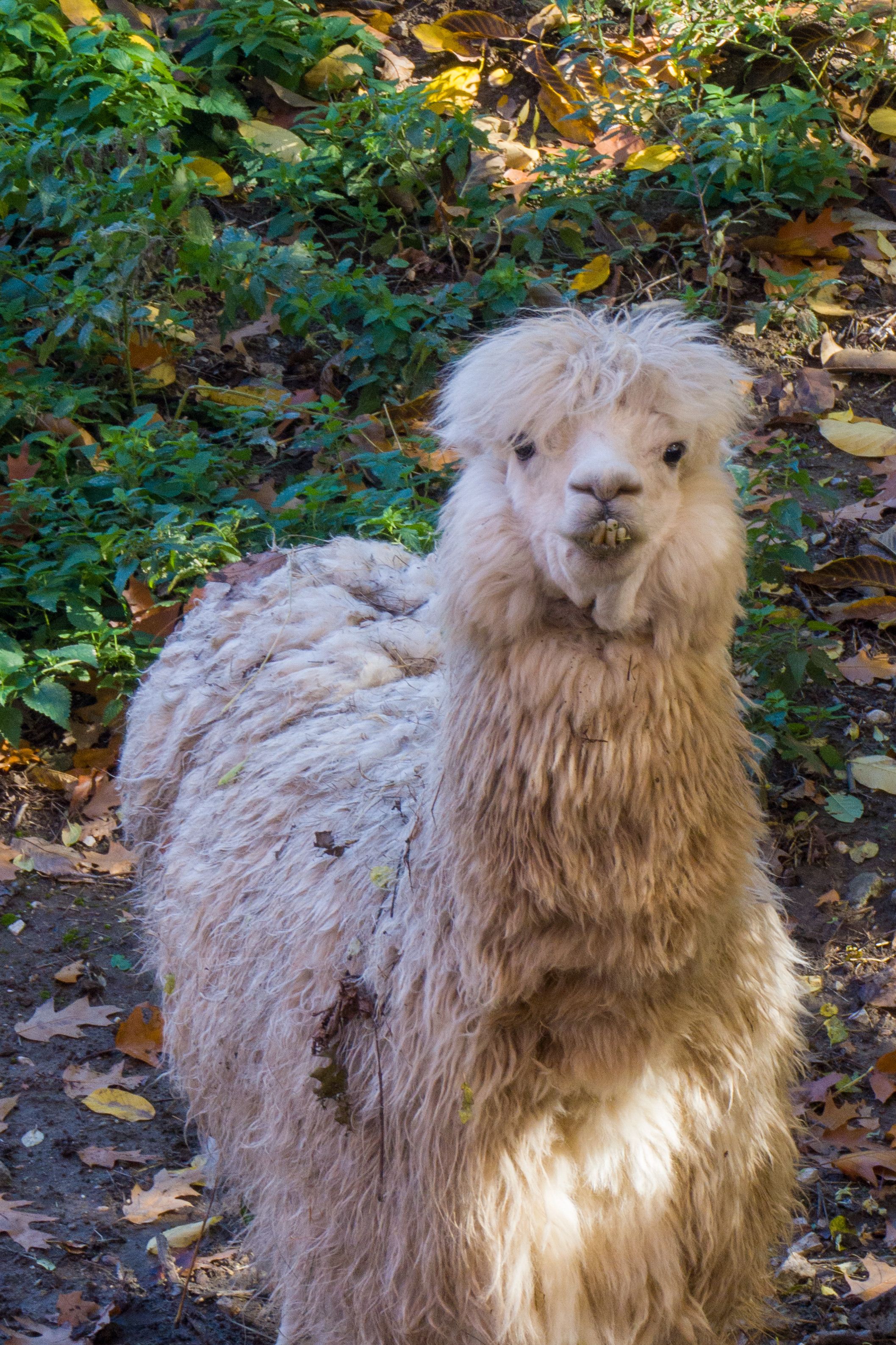Close-Up of a Fluffy Alpaca in Forest Setting · Free Stock Photo