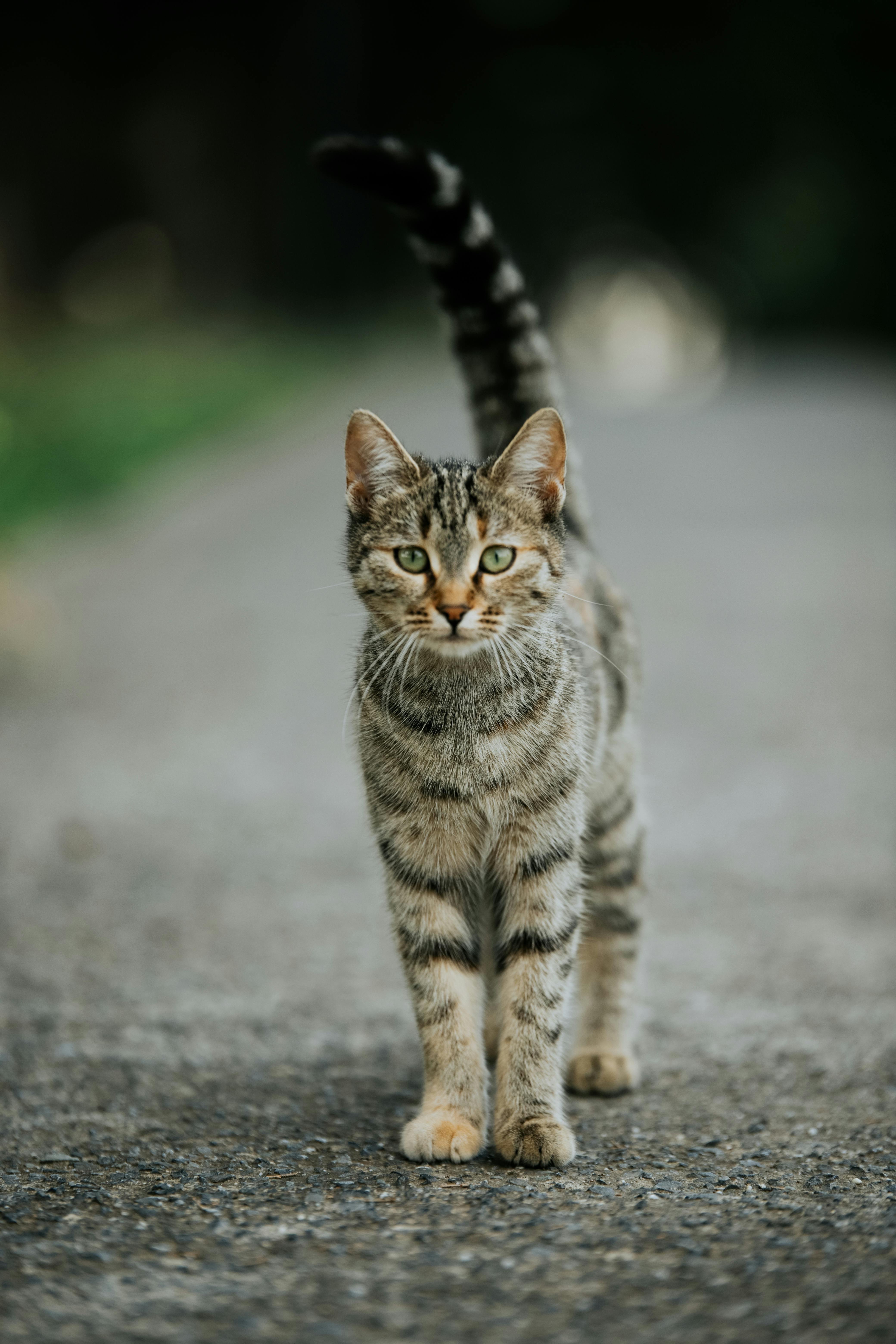 Close-Up of a Tabby Cat on Pavement · Free Stock Photo