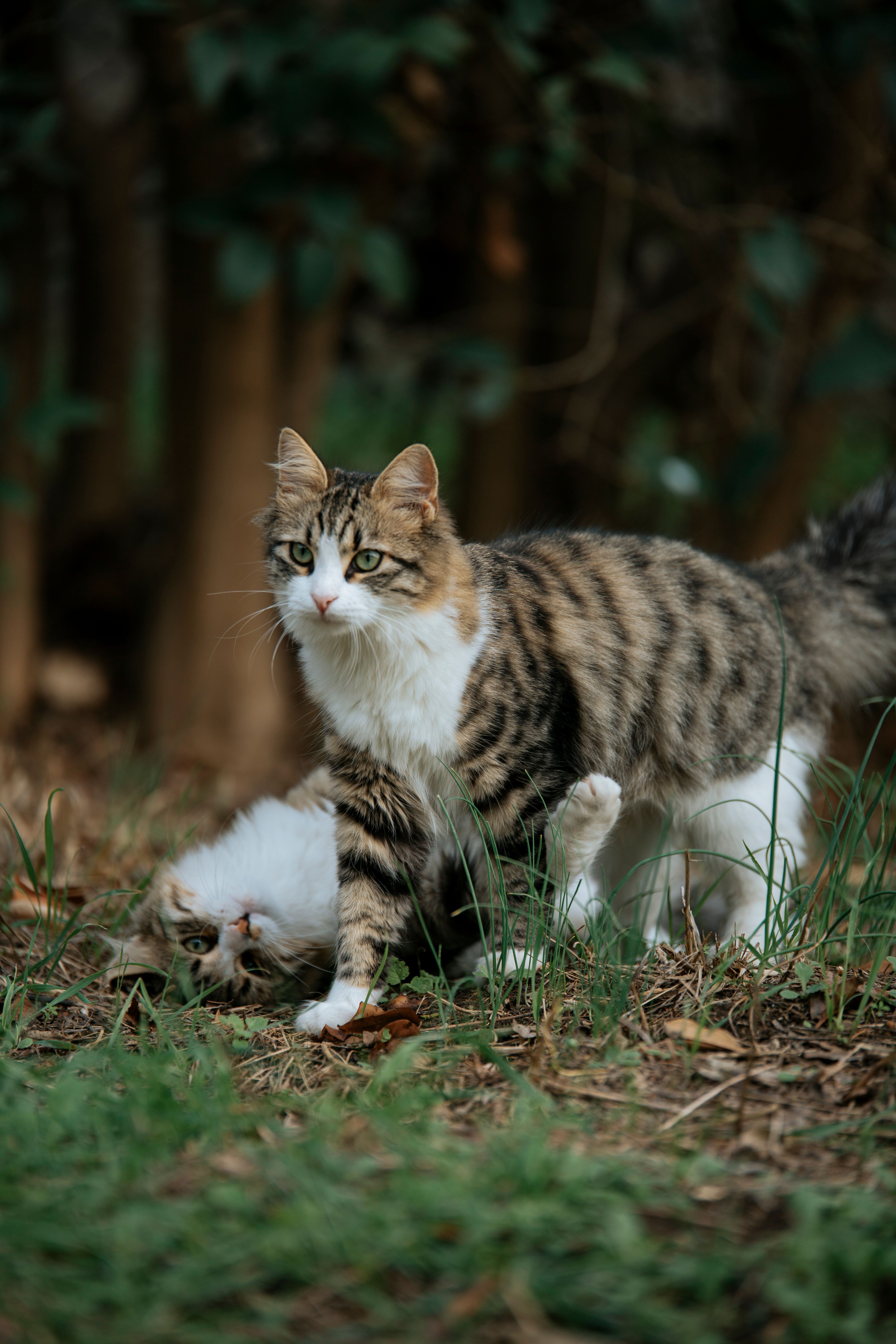 Alien Cat Photos, Download The BEST Free Alien Cat Stock Photos & HD Images