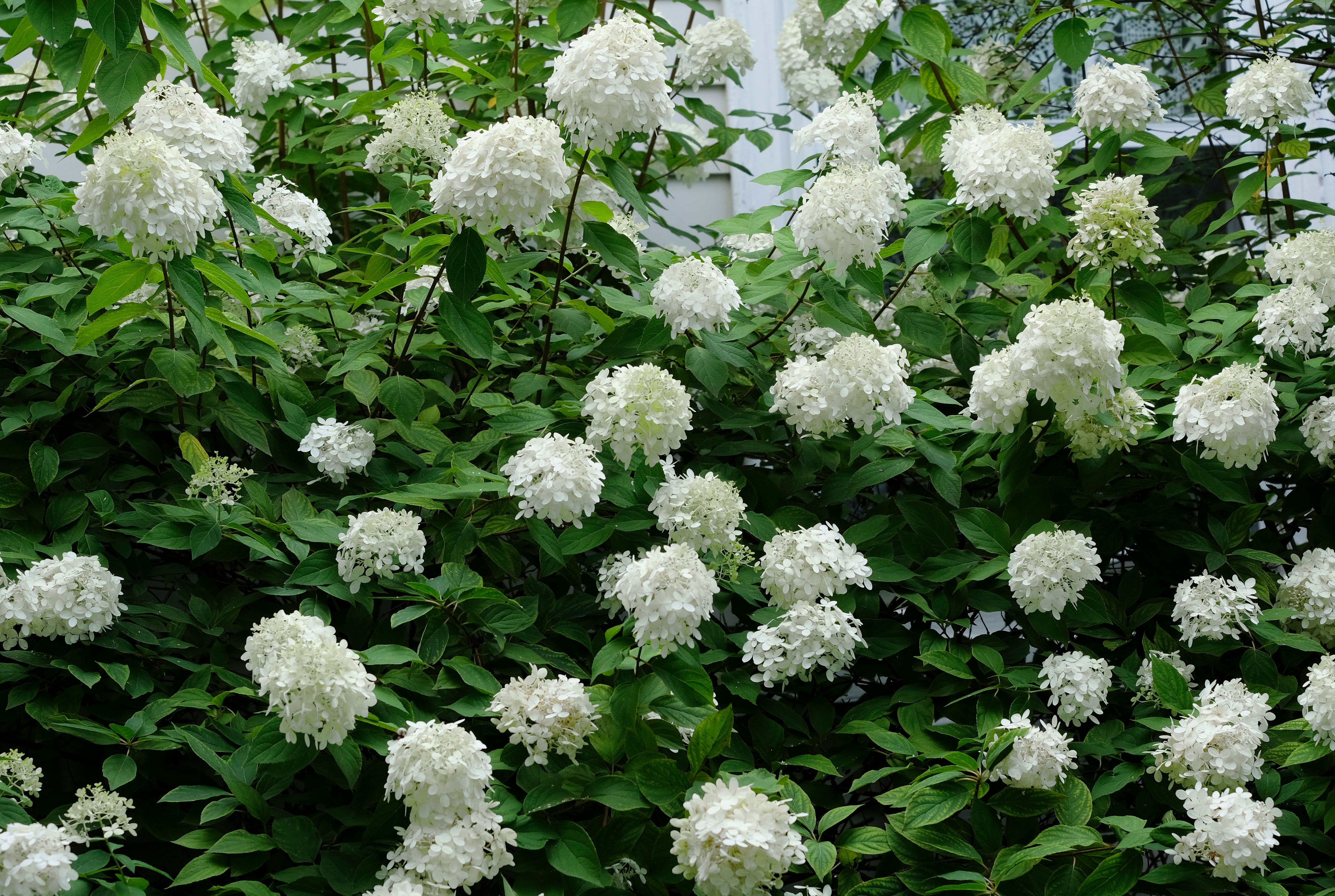 Lush Summer Hydrangea Bush with White Blossoms · Free Stock Photo