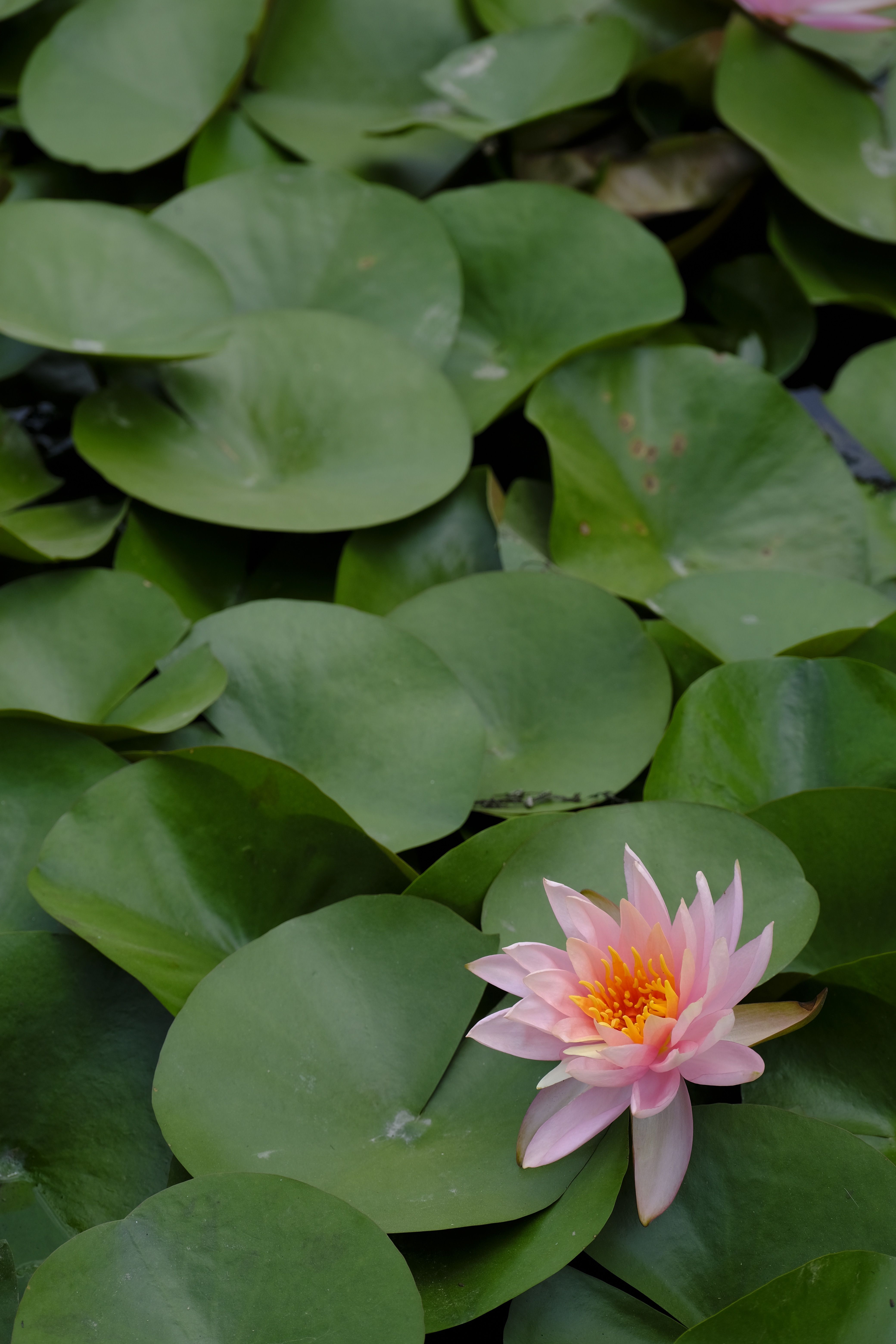 Lily Pads Photos, Download The BEST Free Lily Pads Stock Photos & HD Images
