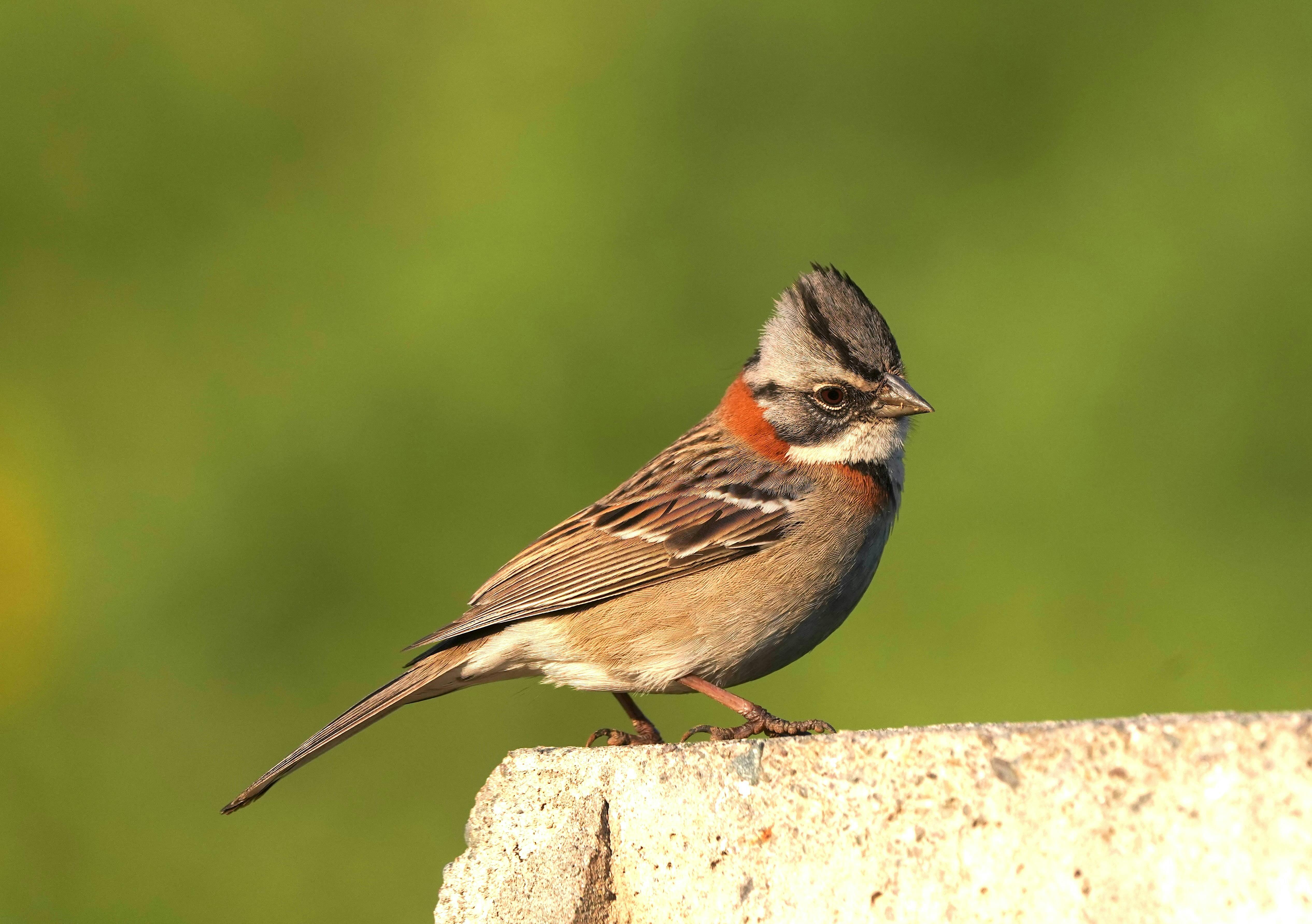 Close-up of a Rufous-collared Sparrow Perched Outdoors · Free Stock Photo