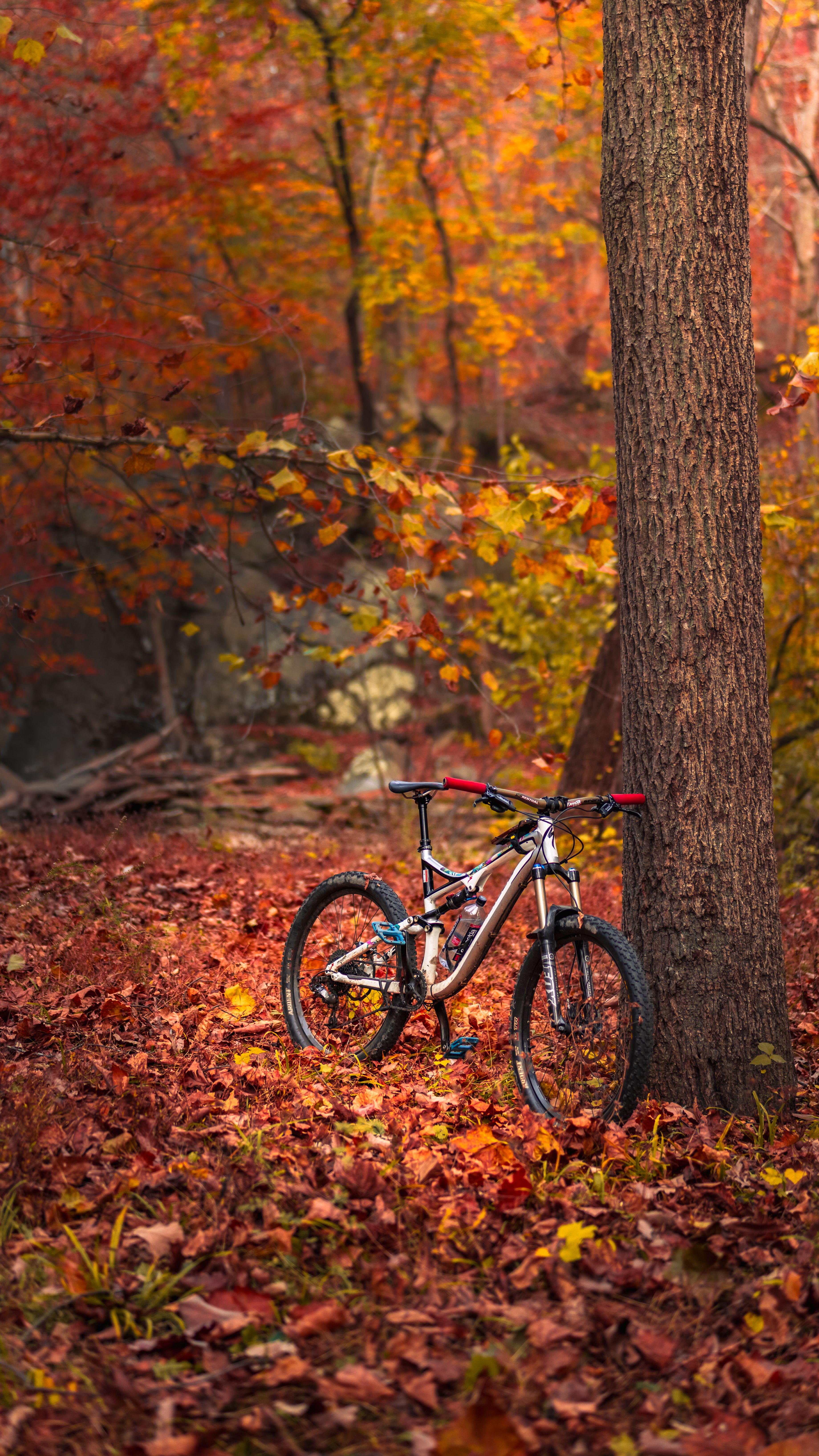 Autumn Forest Mountain Bike Adventure Scene · Free Stock Photo