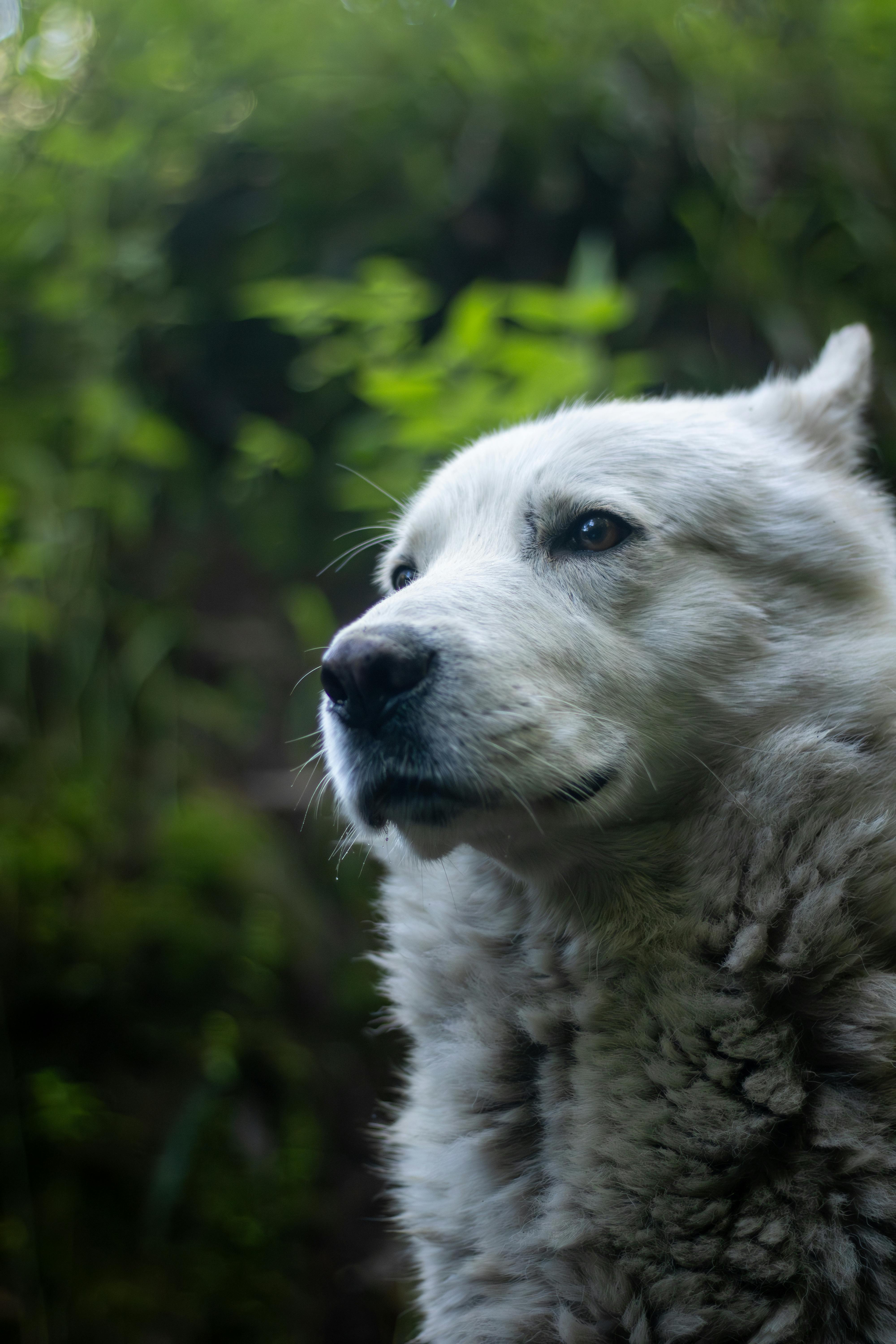 Majestic White Dog in Lush Greenery · Free Stock Photo