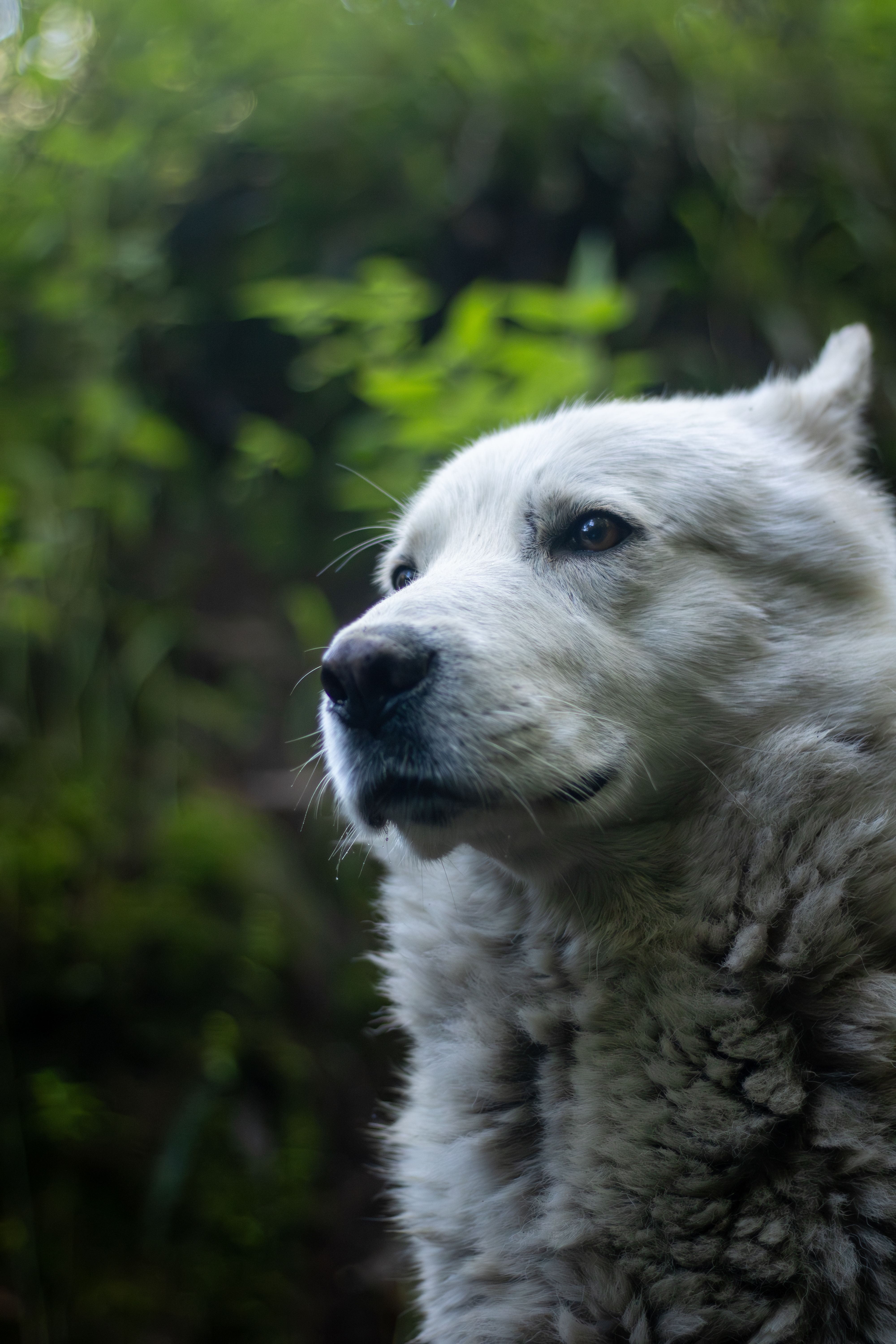 Majestic White Dog in Lush Greenery · Free Stock Photo