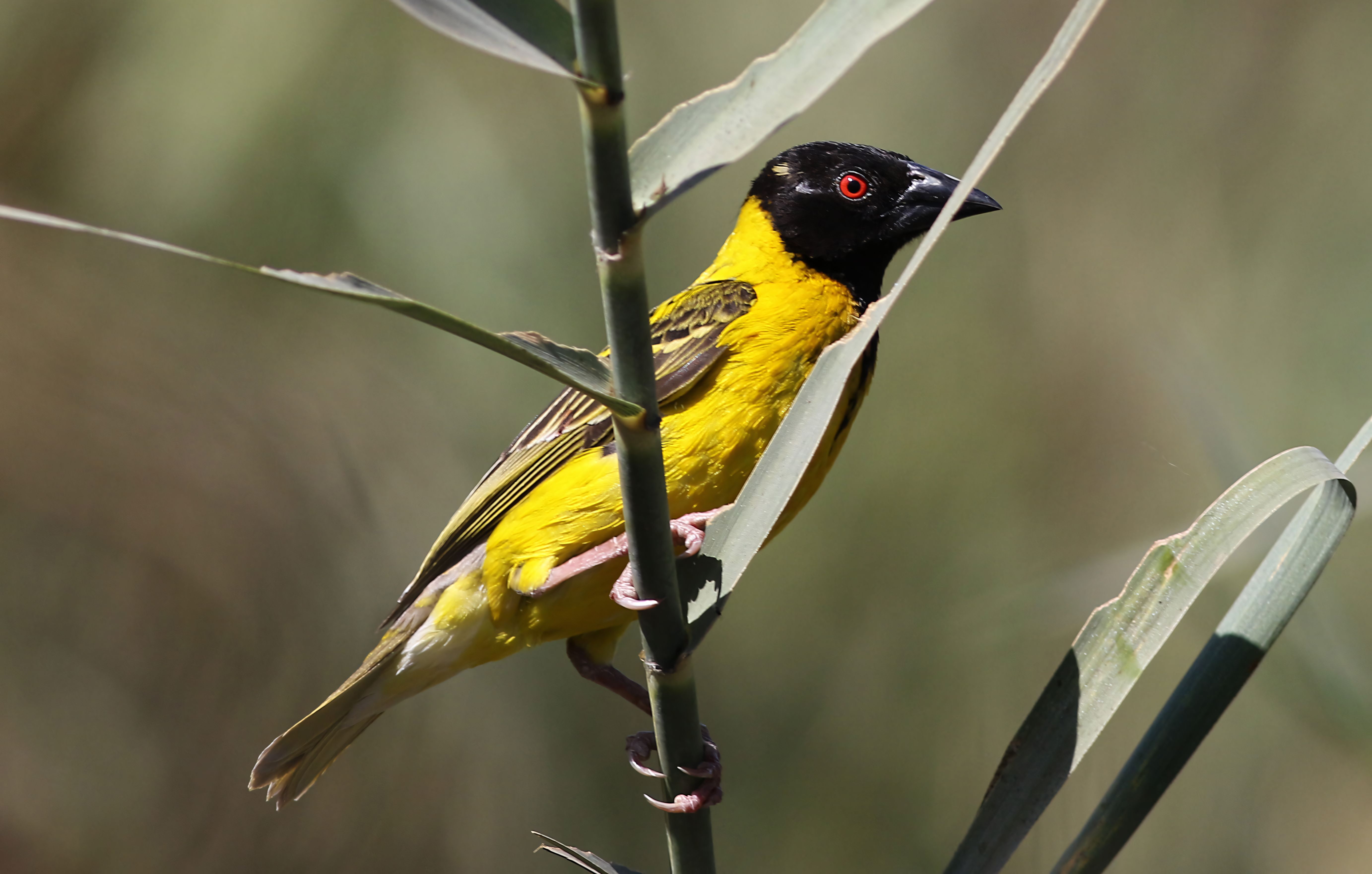 Vibrant Village Weaver Bird in Natural Habitat · Free Stock Photo