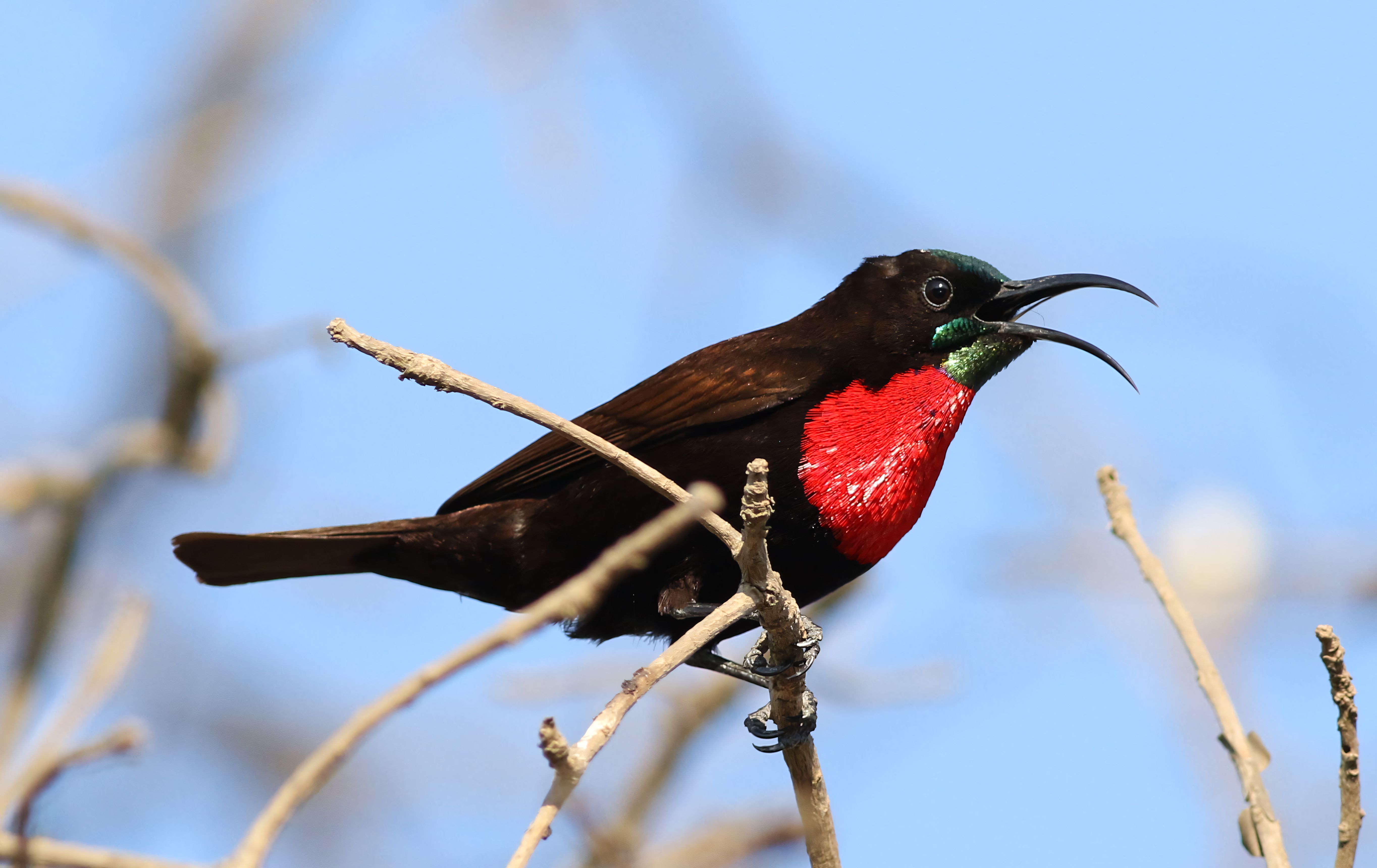 Exotic Bird Photos, Download The BEST Free Exotic Bird Stock Photos ...