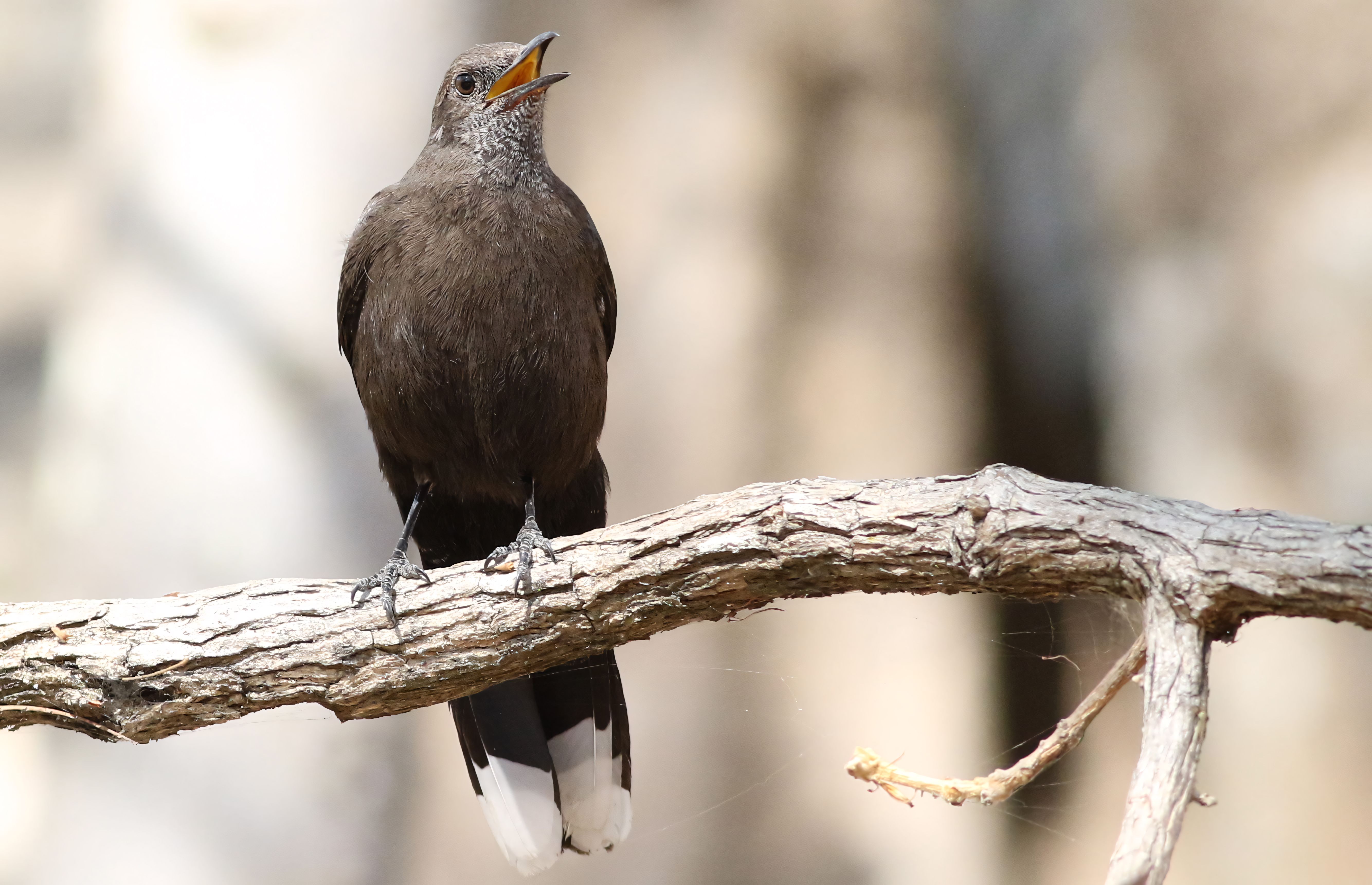 Boulder Chat Bird in Natural Habitat · Free Stock Photo
