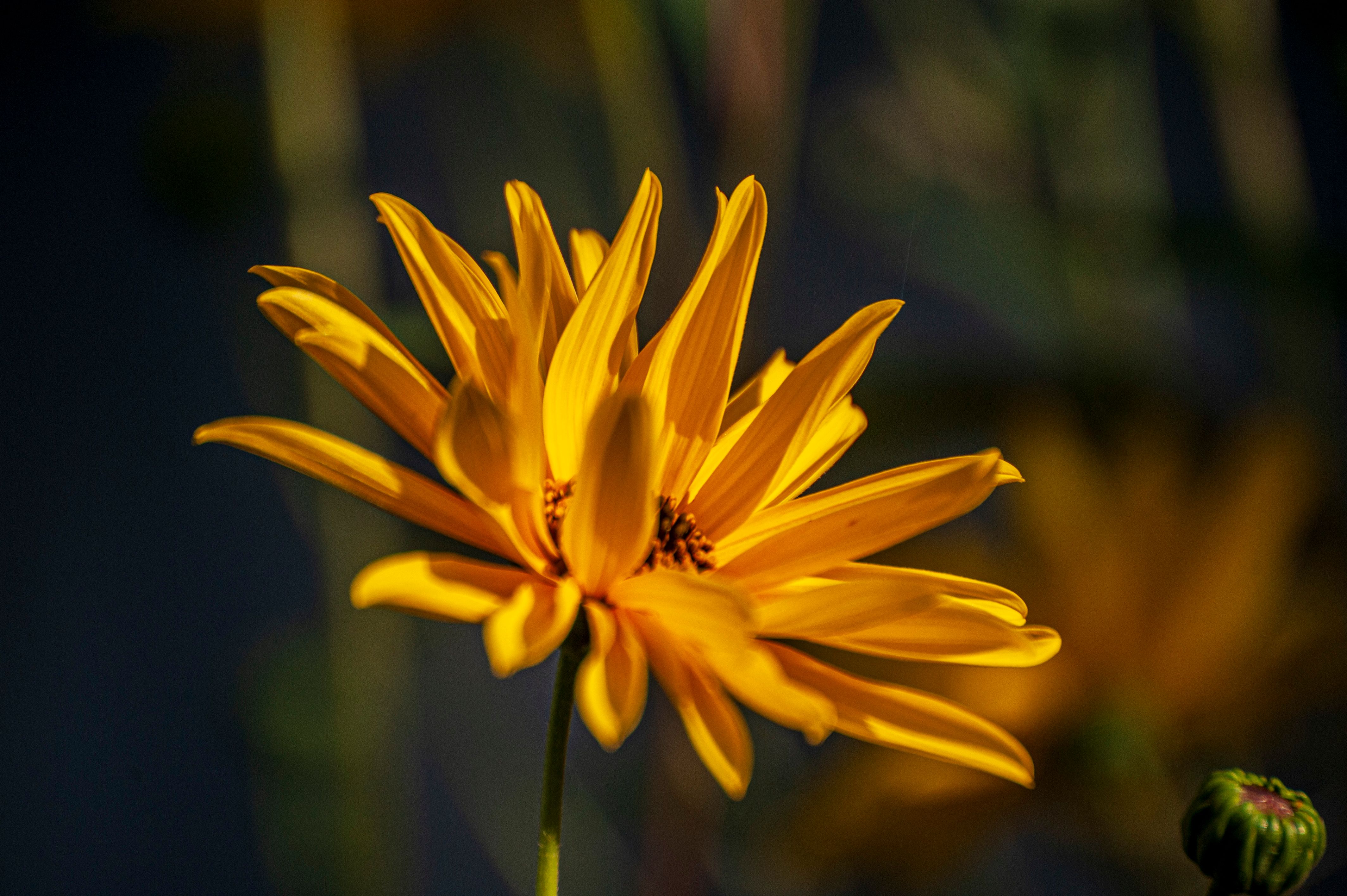 Flor De Color Amarillo Brillante Floreciendo A La Luz Del Sol · Foto de ...