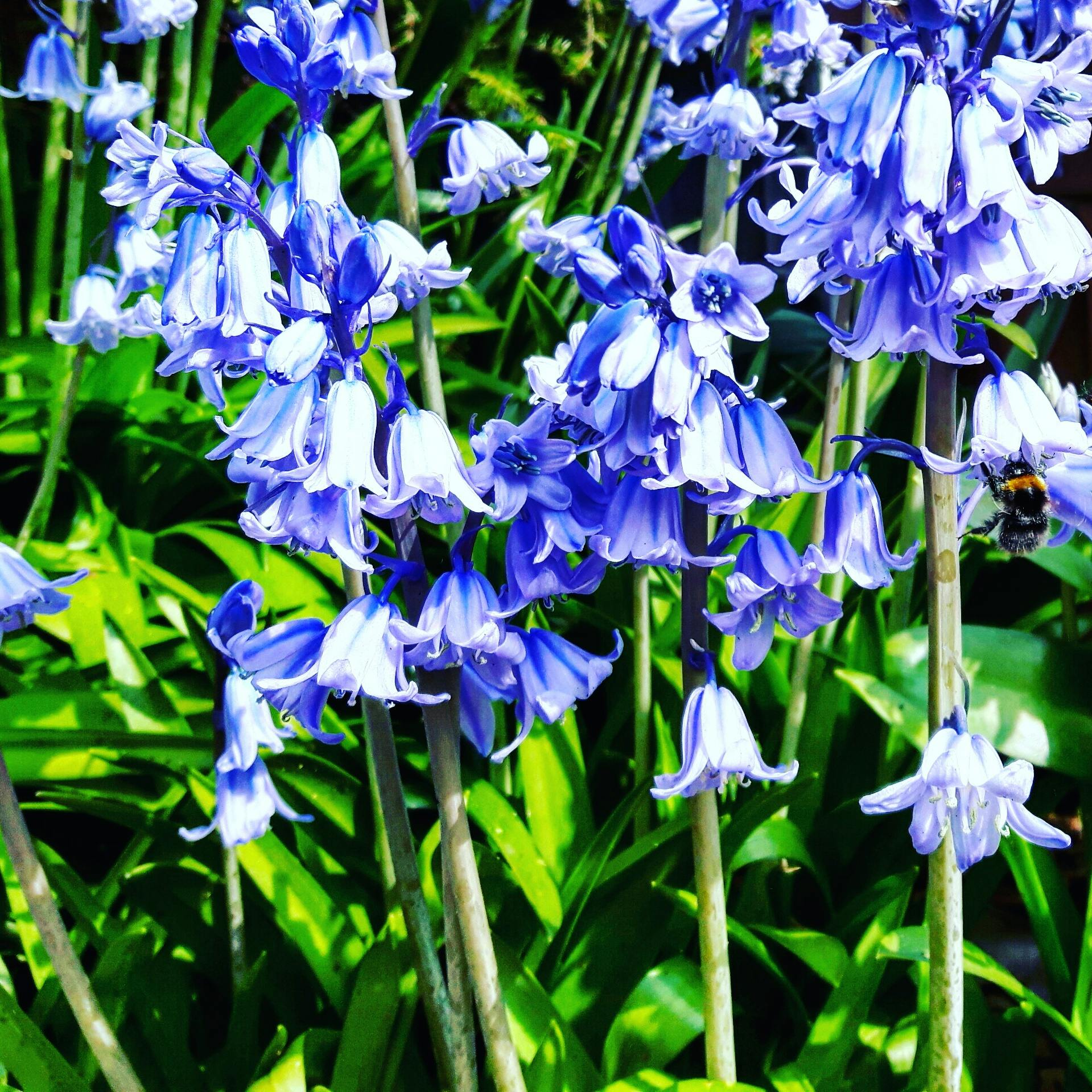 Free stock photo of bluebells