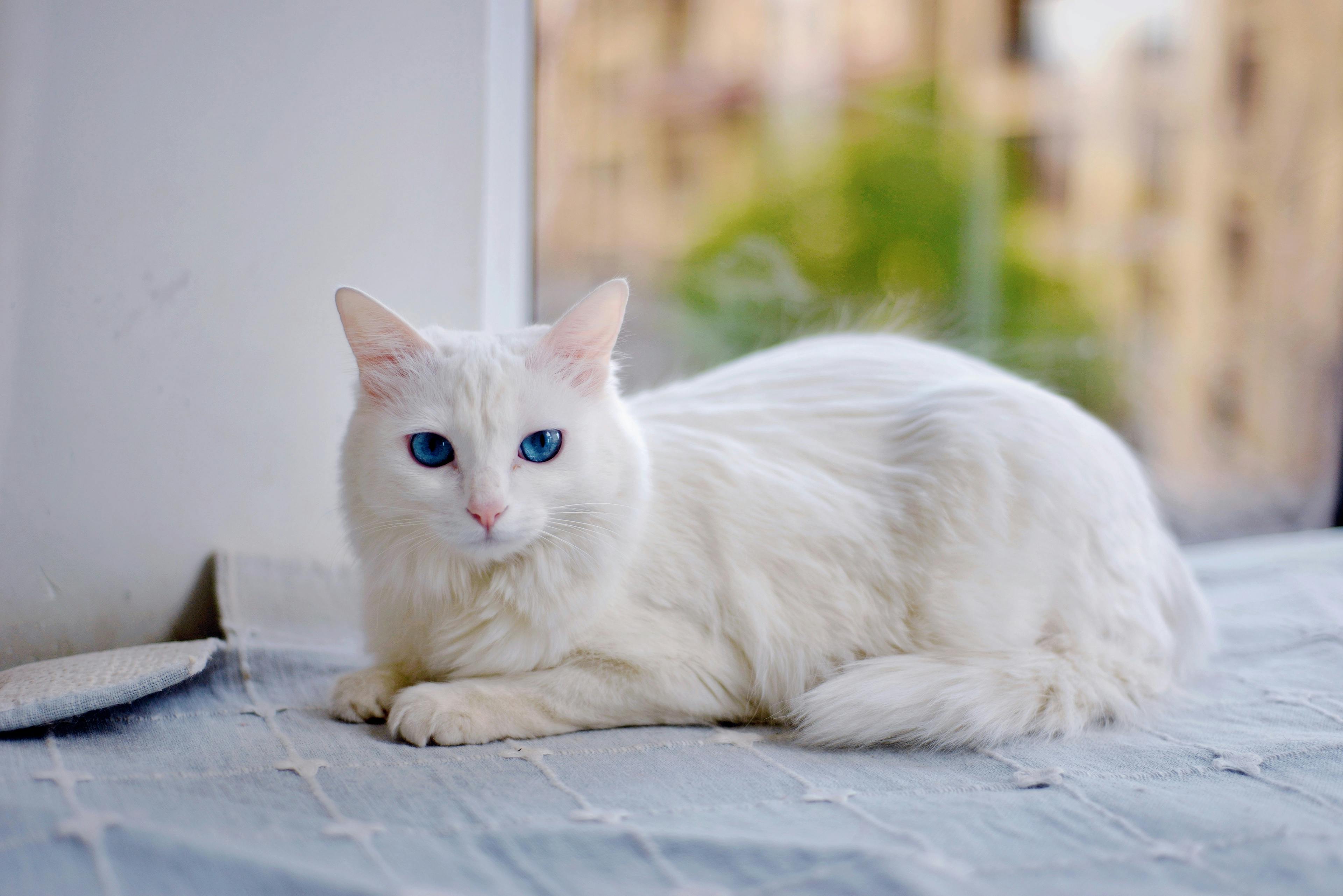 Beautiful White Cat with Blue Eyes Relaxing Indoors · Free Stock Photo