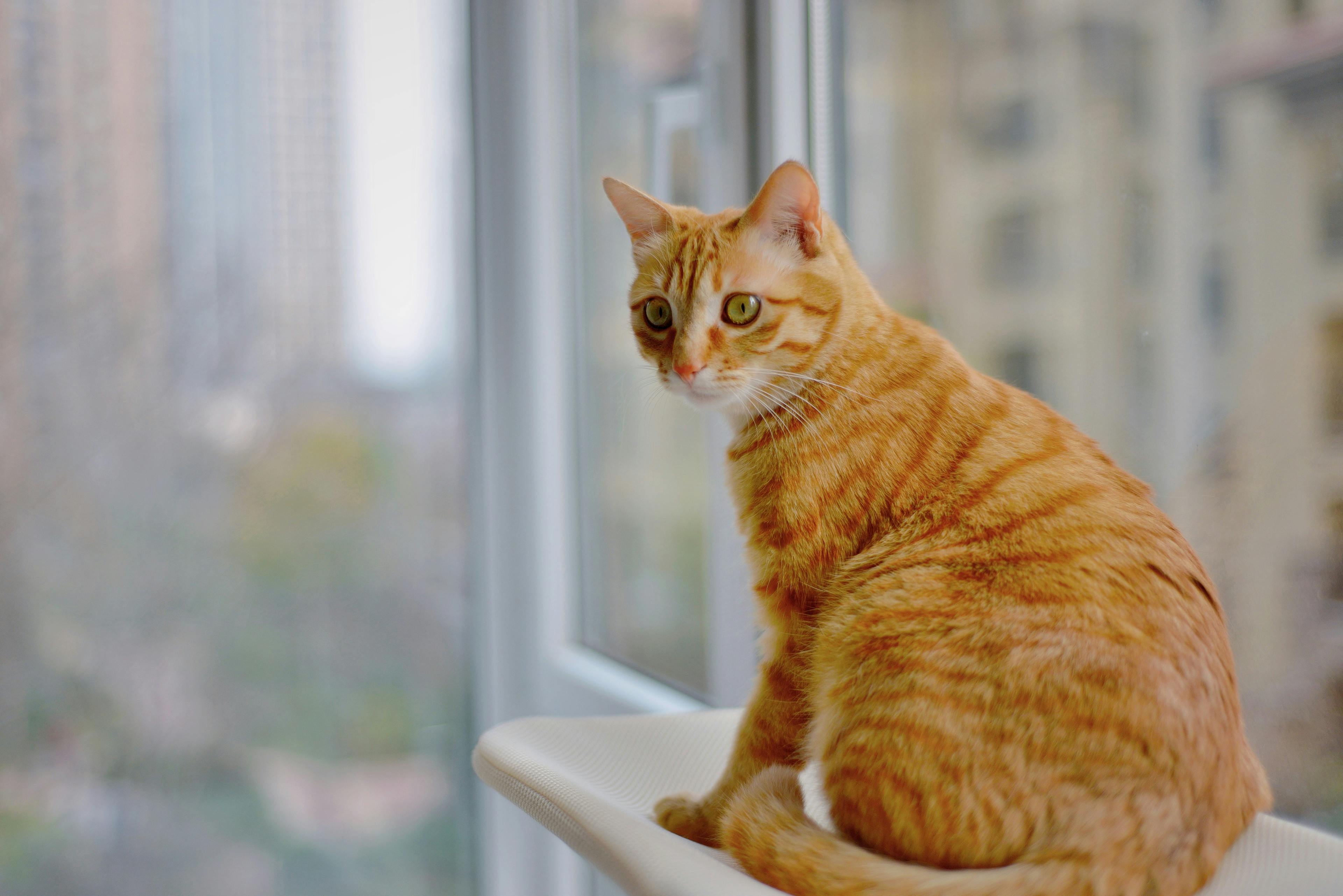 Ginger Cat Lounging by Urban Window · Free Stock Photo