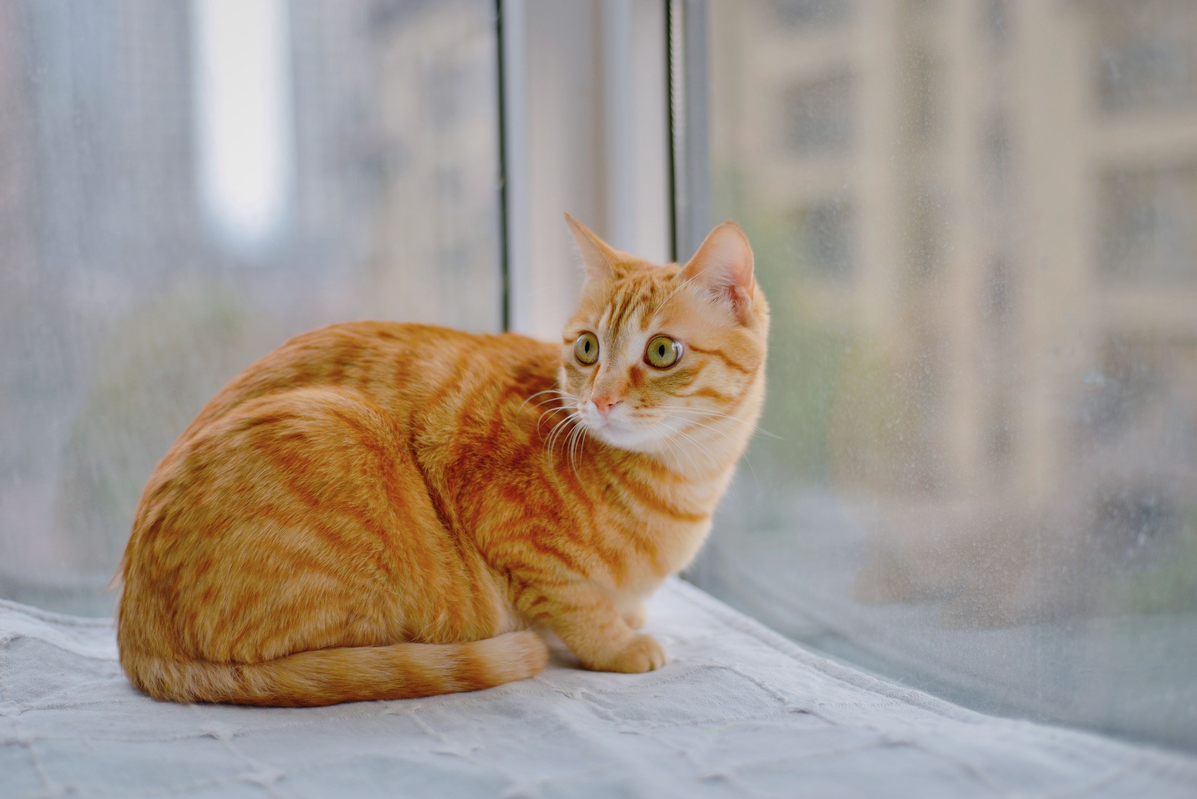 Foto de stock gratuita sobre acogedor, adorable, amigo felino, amigo ...