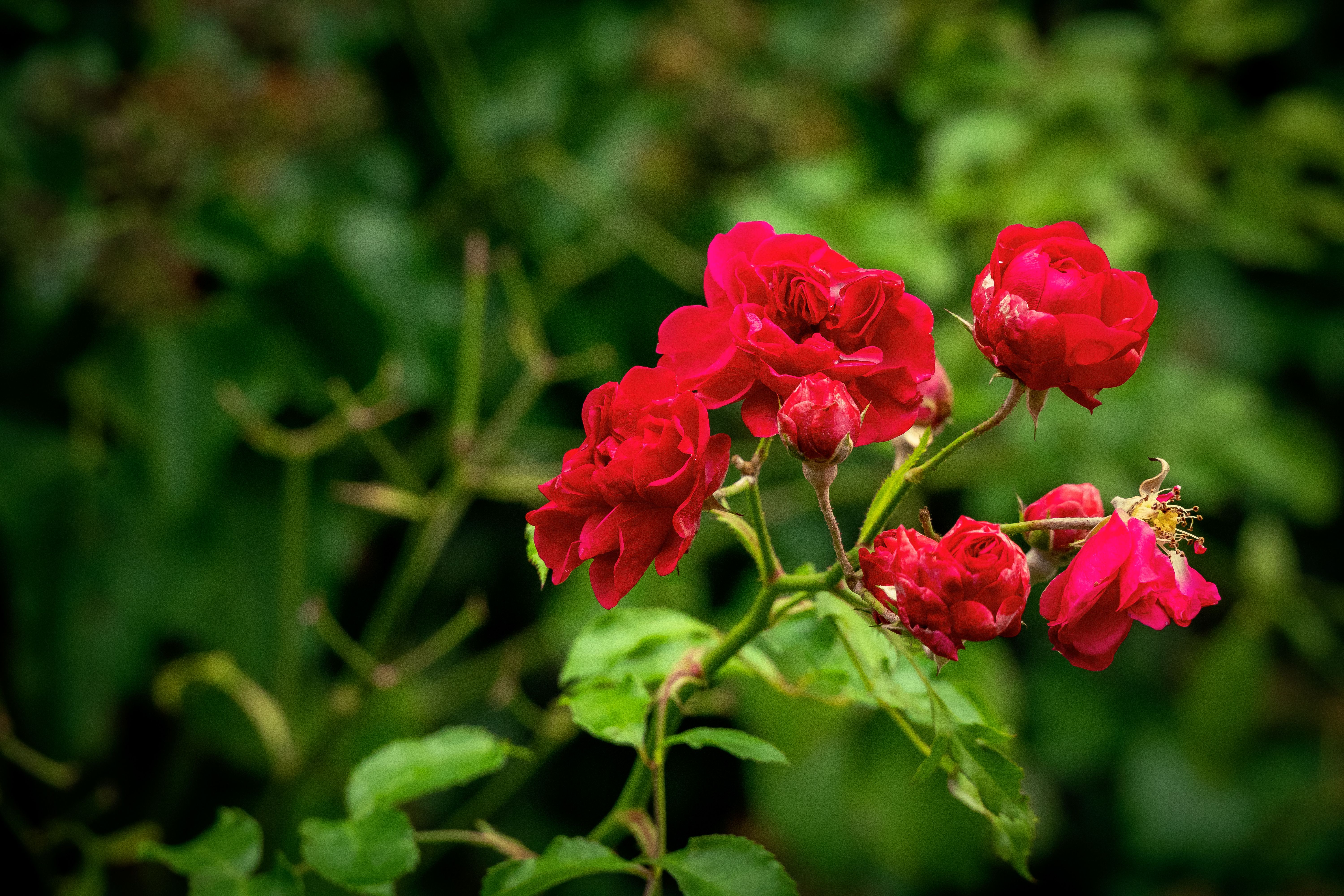 Red Rose Photos, Download The BEST Free Red Rose Stock Photos & HD Images