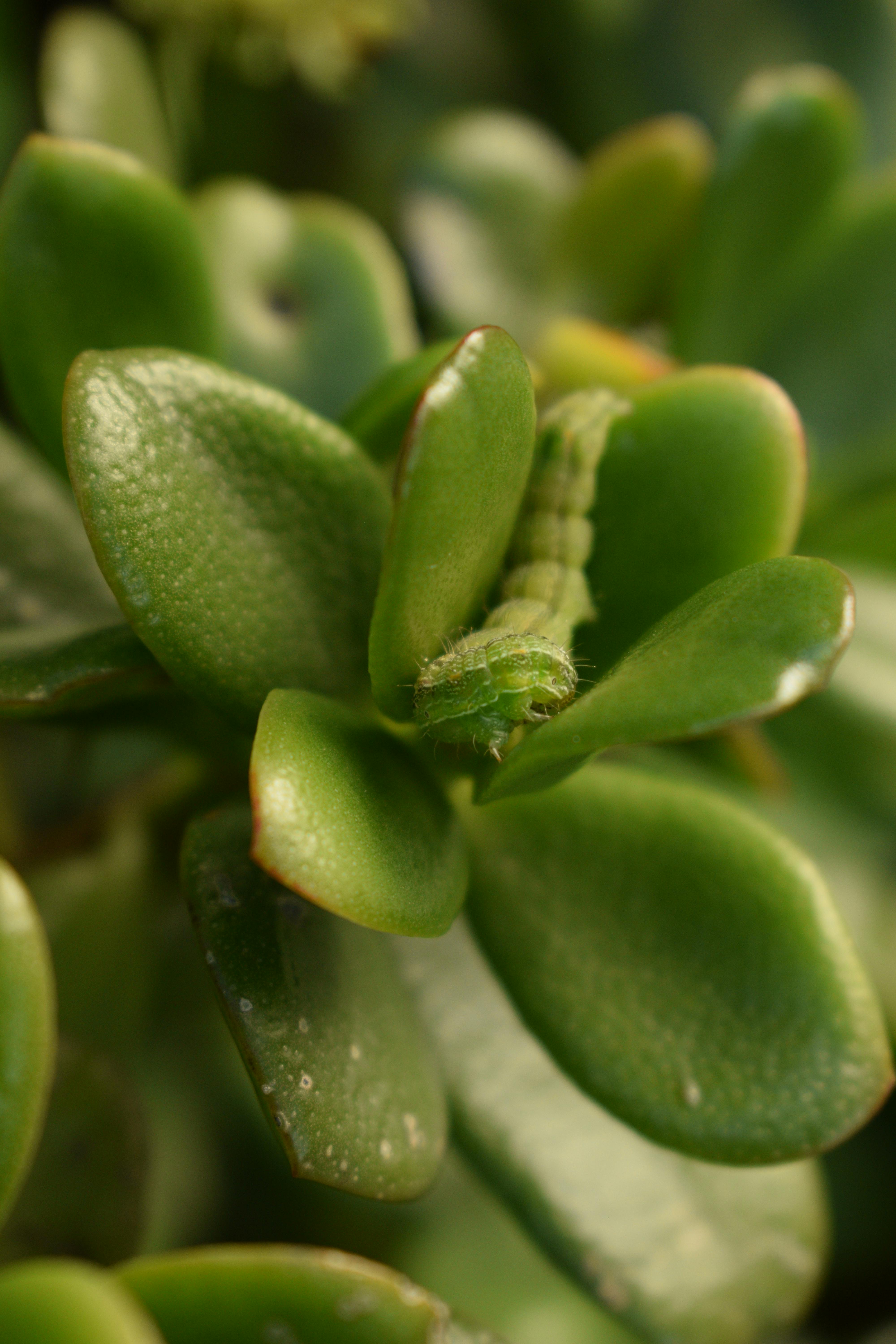 Money Tree Photos, Download The BEST Free Money Tree Stock Photos & HD ...