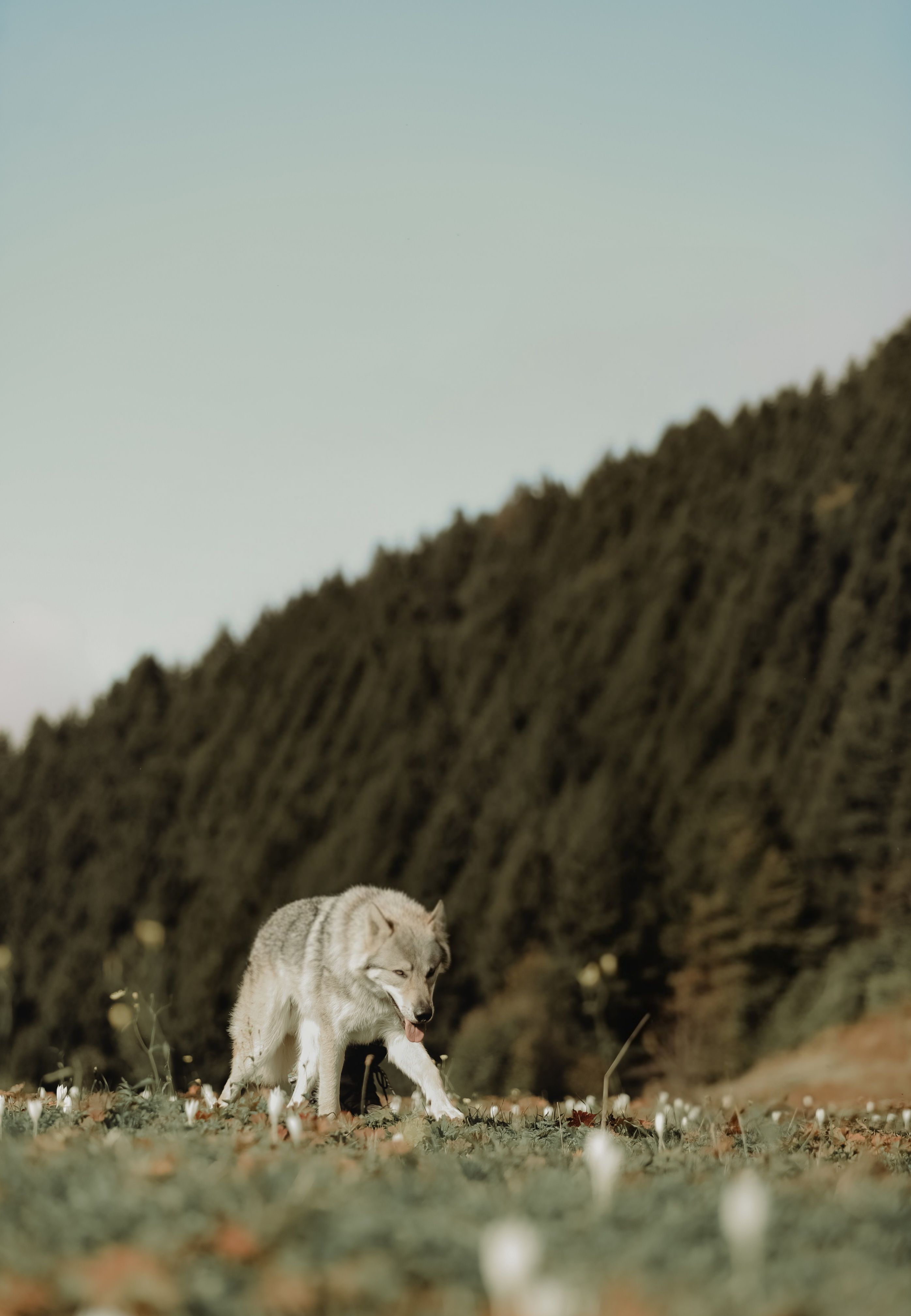 Gray Wolf in Natural Mountain Habitat · Free Stock Photo