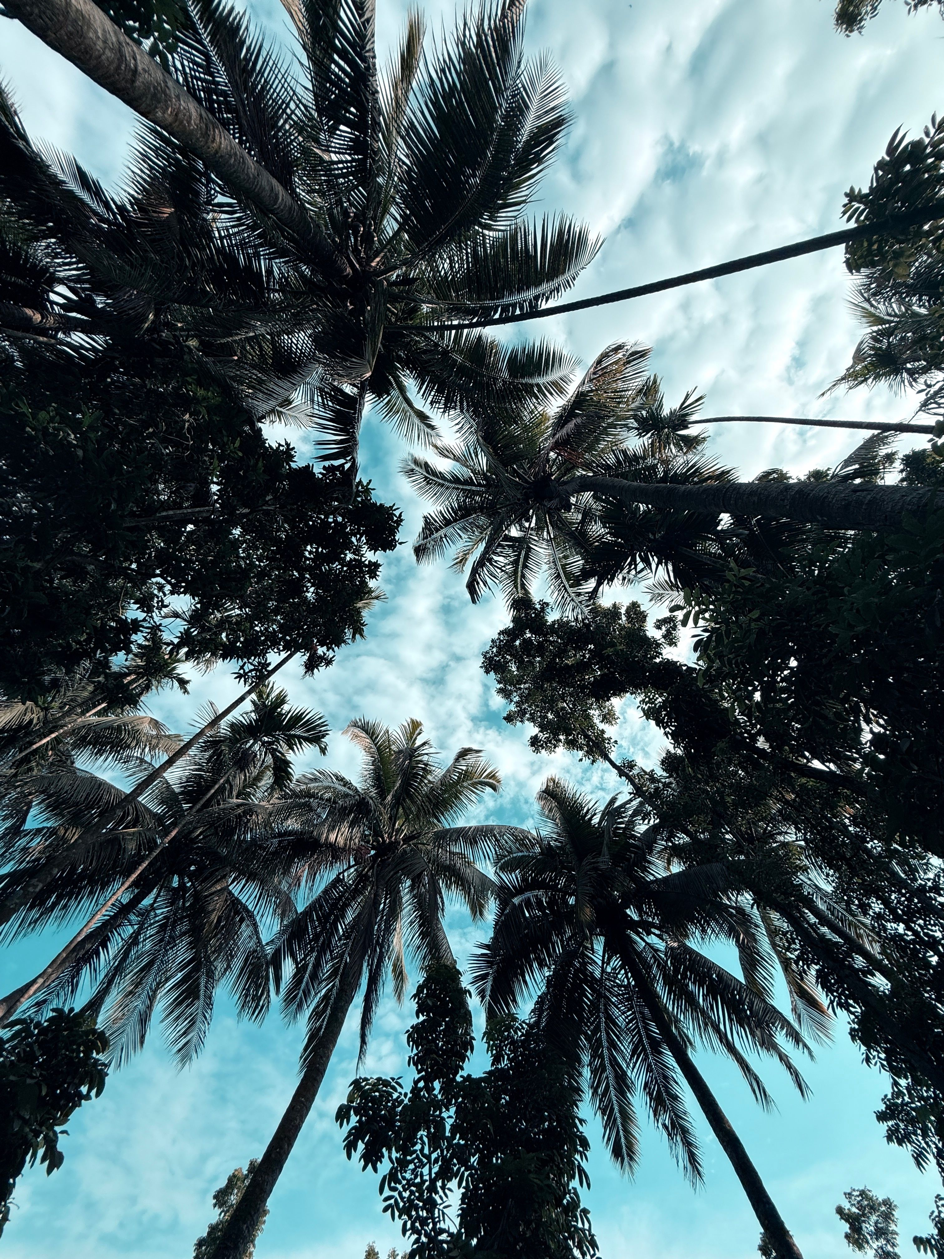 Lush Palm Trees Against a Blue Sky · Free Stock Photo