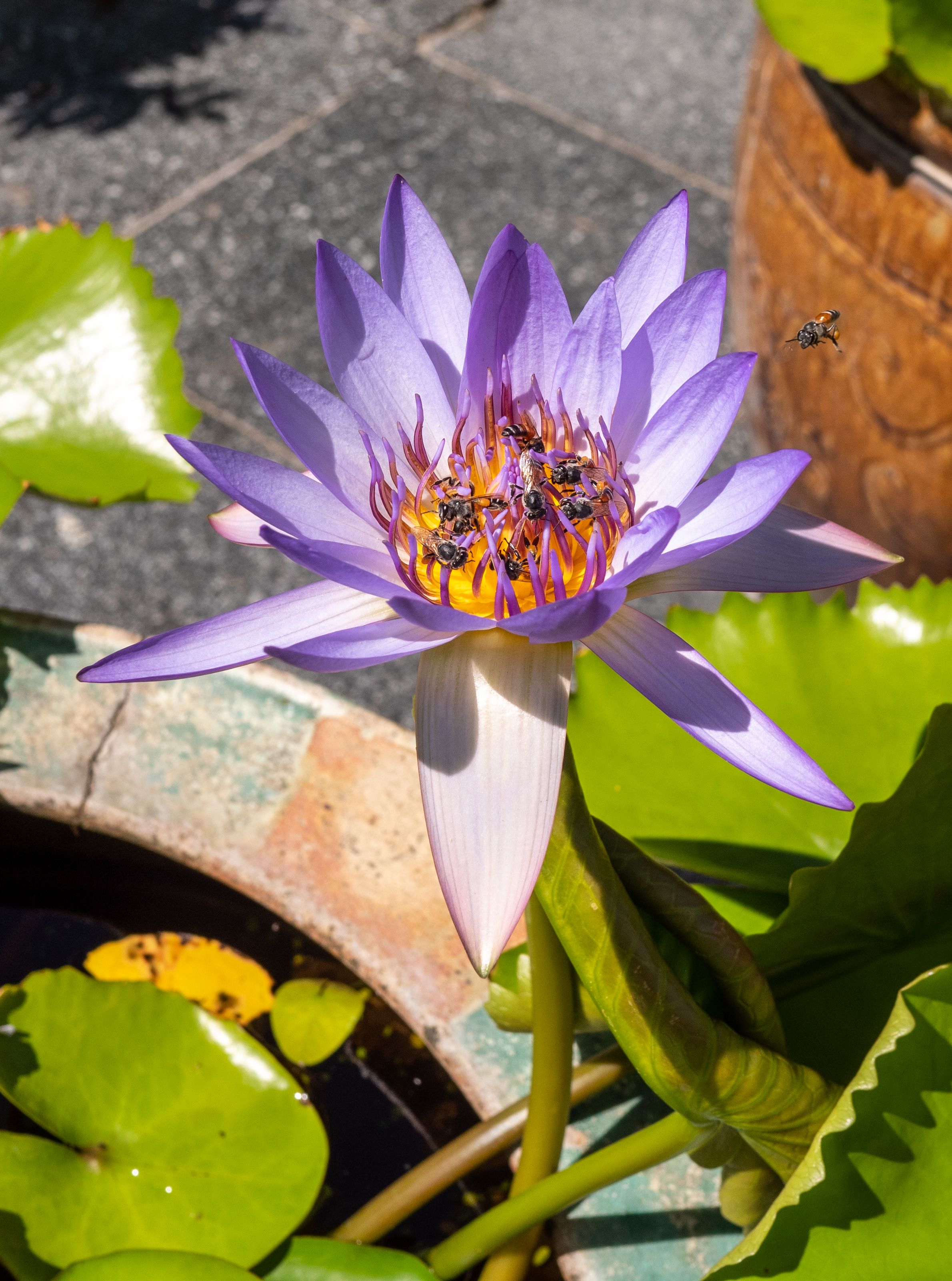 Purple Lotus Flower with Bees in Sunlight · Free Stock Photo