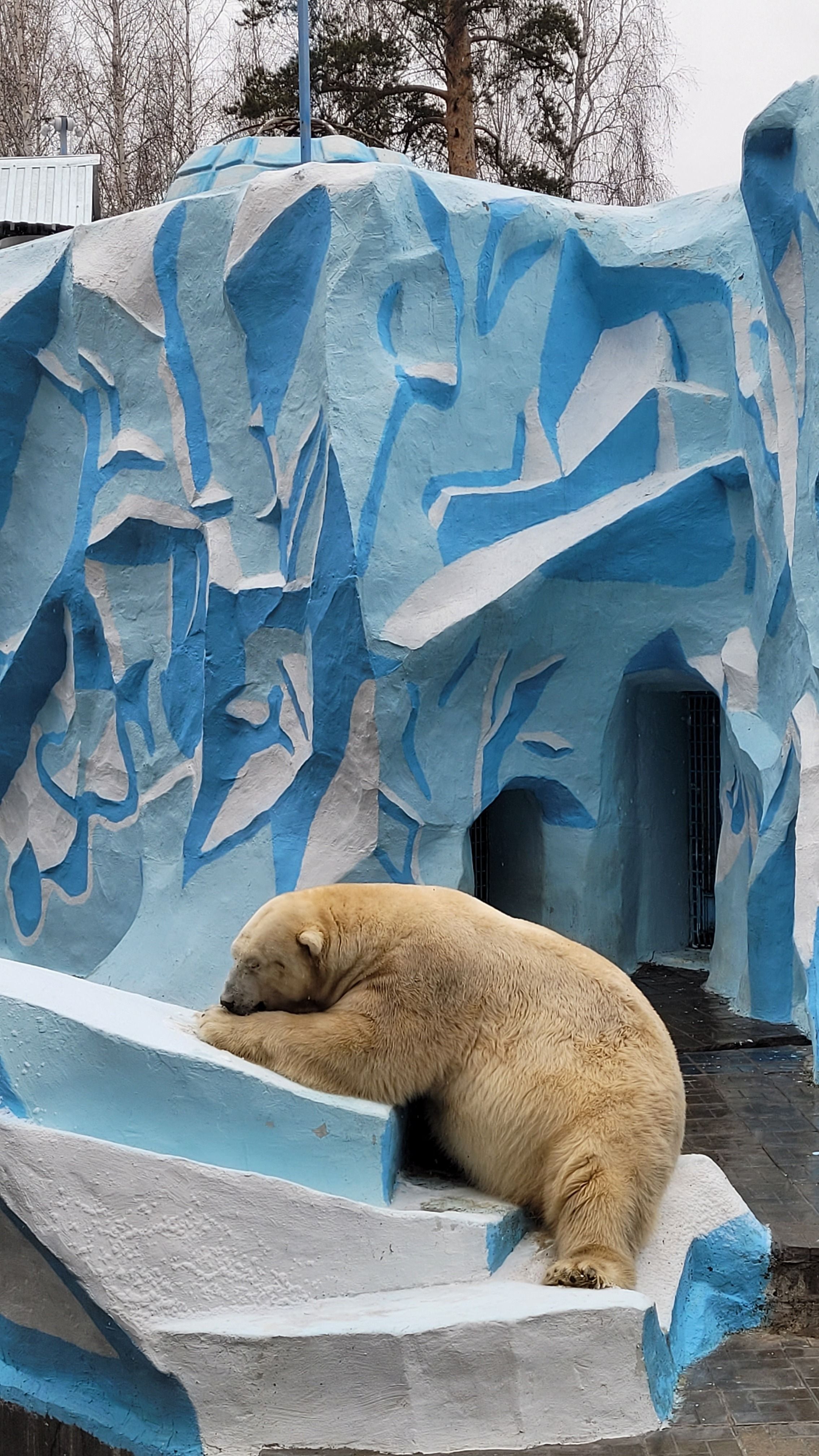 Sleeping Polar Bear in Zoo Enclosure · Free Stock Photo