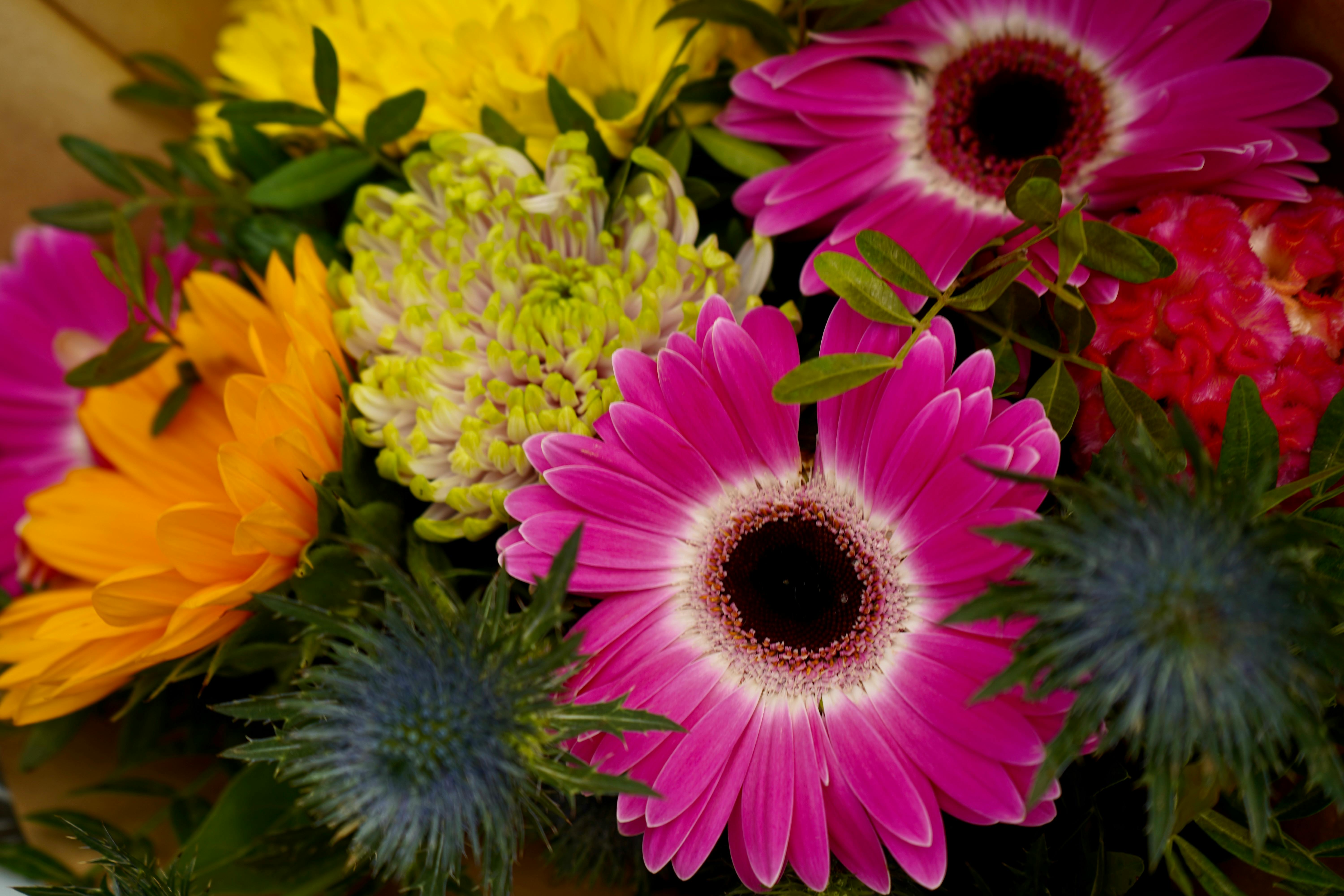 Pink Green Blue Multi Petaled Flowers · Free Stock Photo