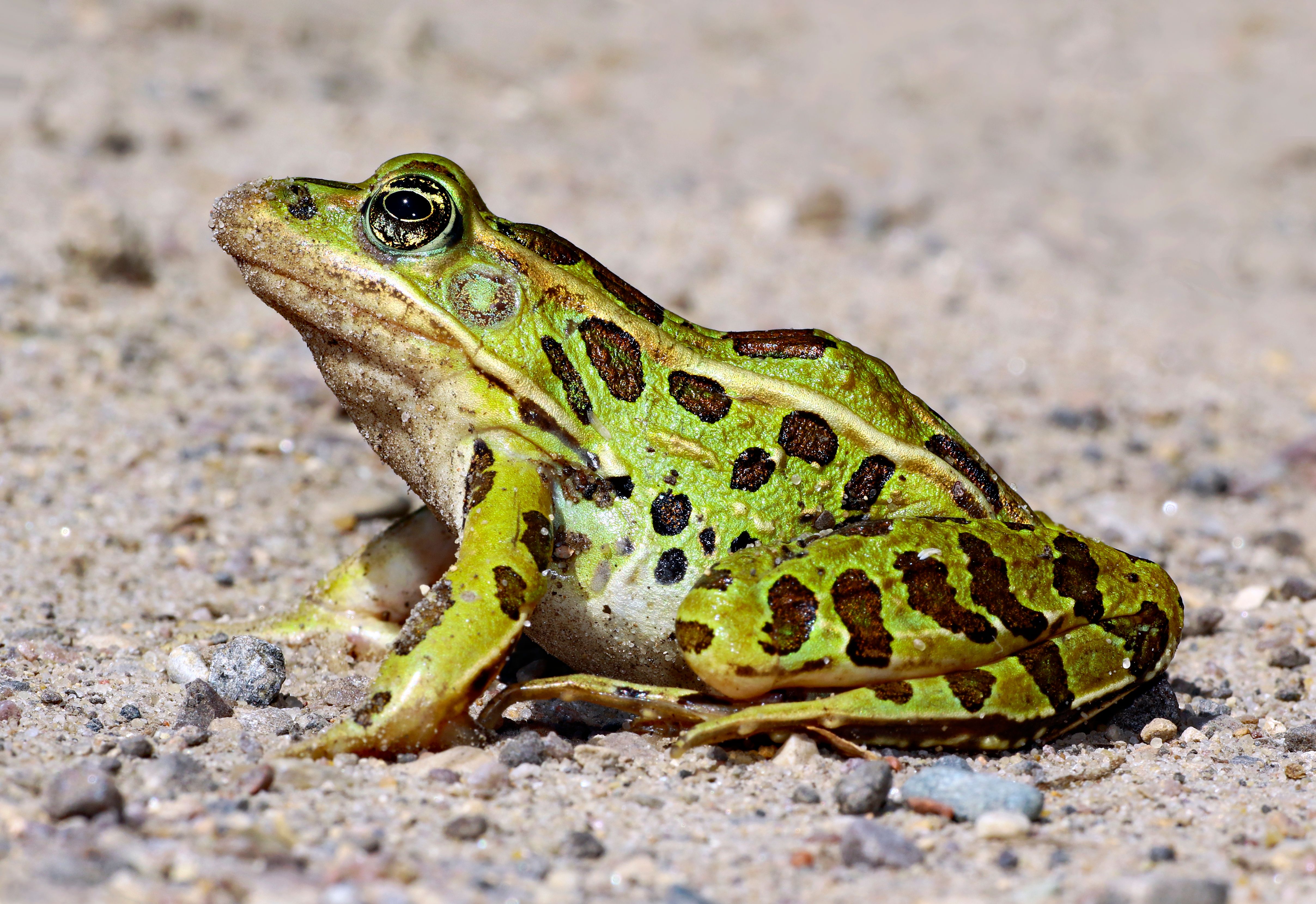 Vibrant Green Frog on Sandy Terrain in Nature · Free Stock Photo