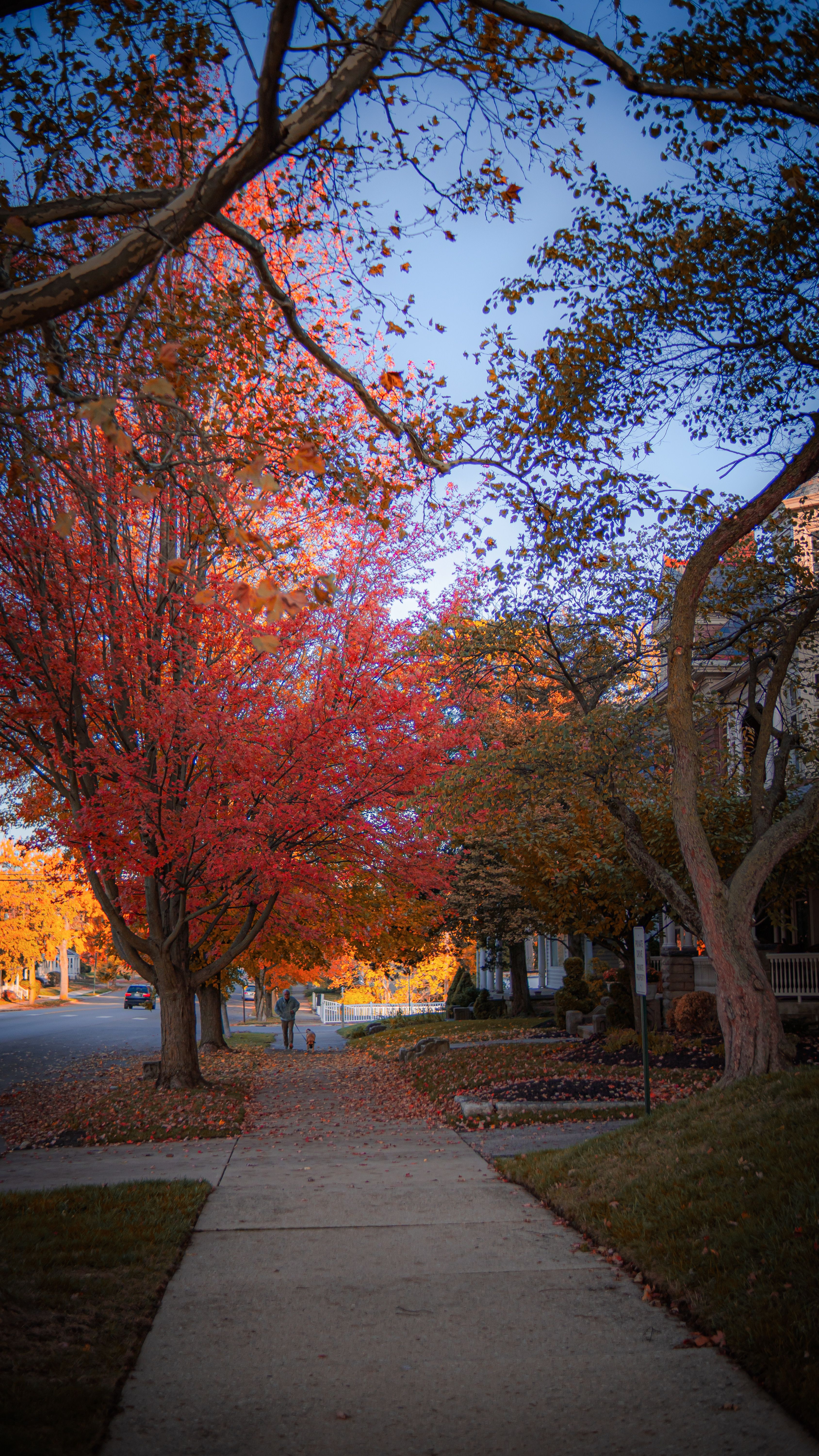 Photo of Park During Fall Season · Free Stock Photo