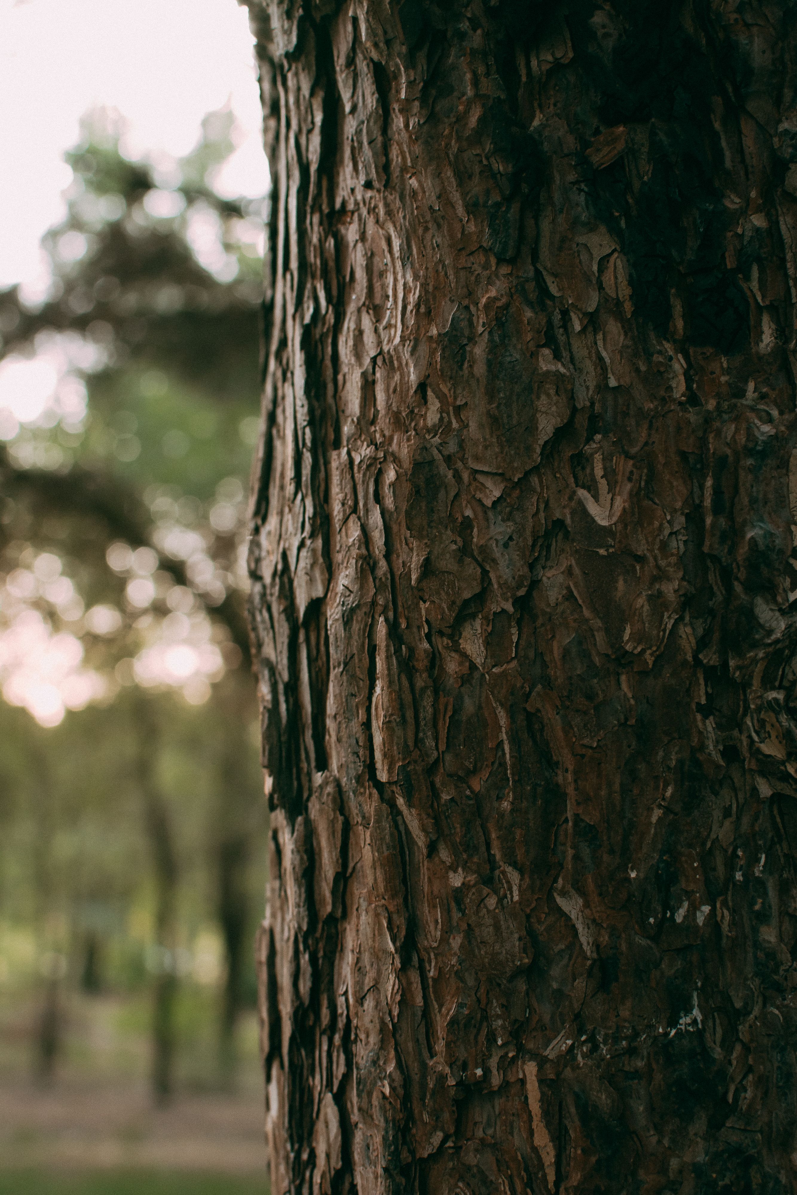 Detalhe Da Casca De Uma árvore Em Um Cenário De Floresta Serena. · Foto ...