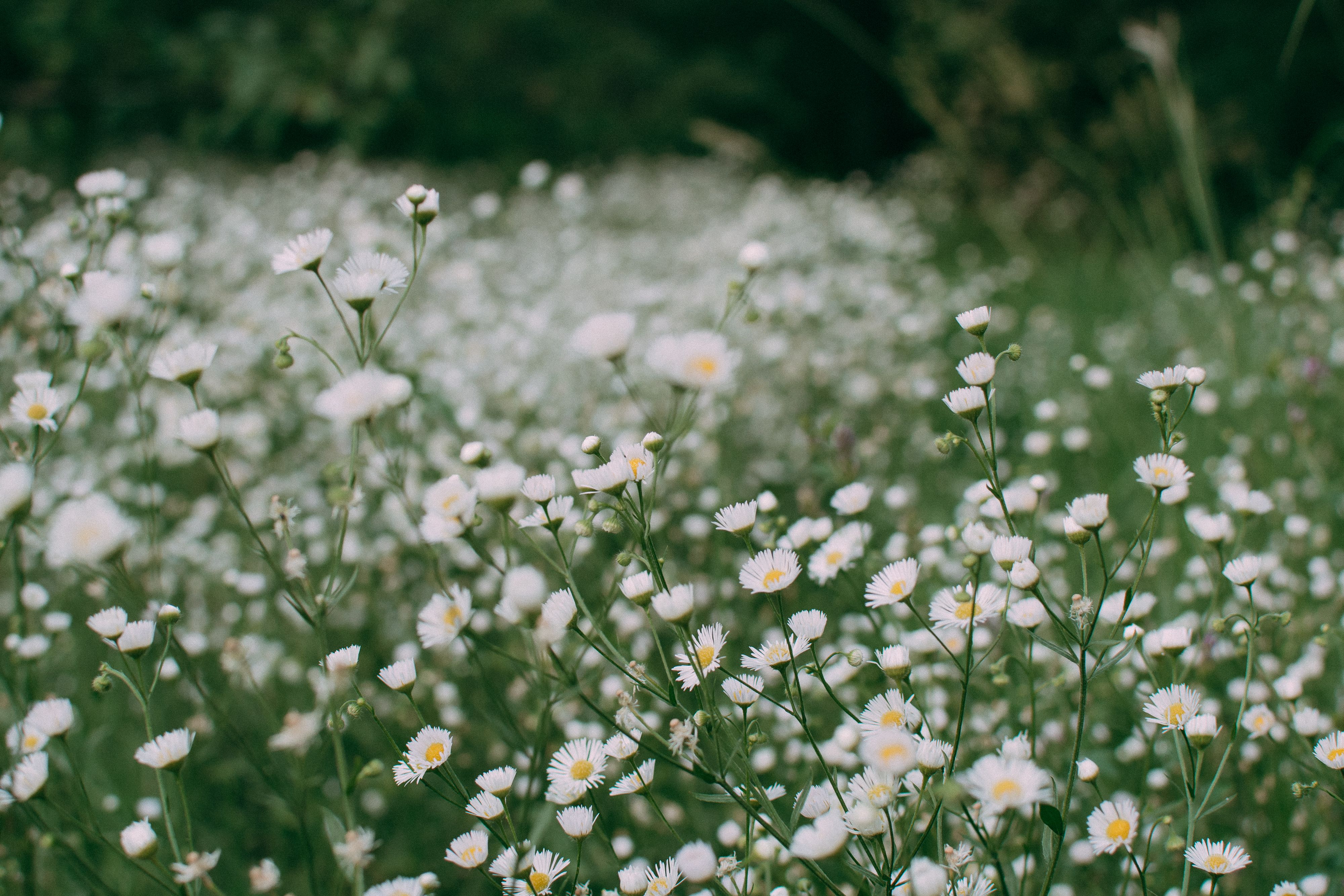Beautiful field of wild daisies in summer · Free Stock Photo
