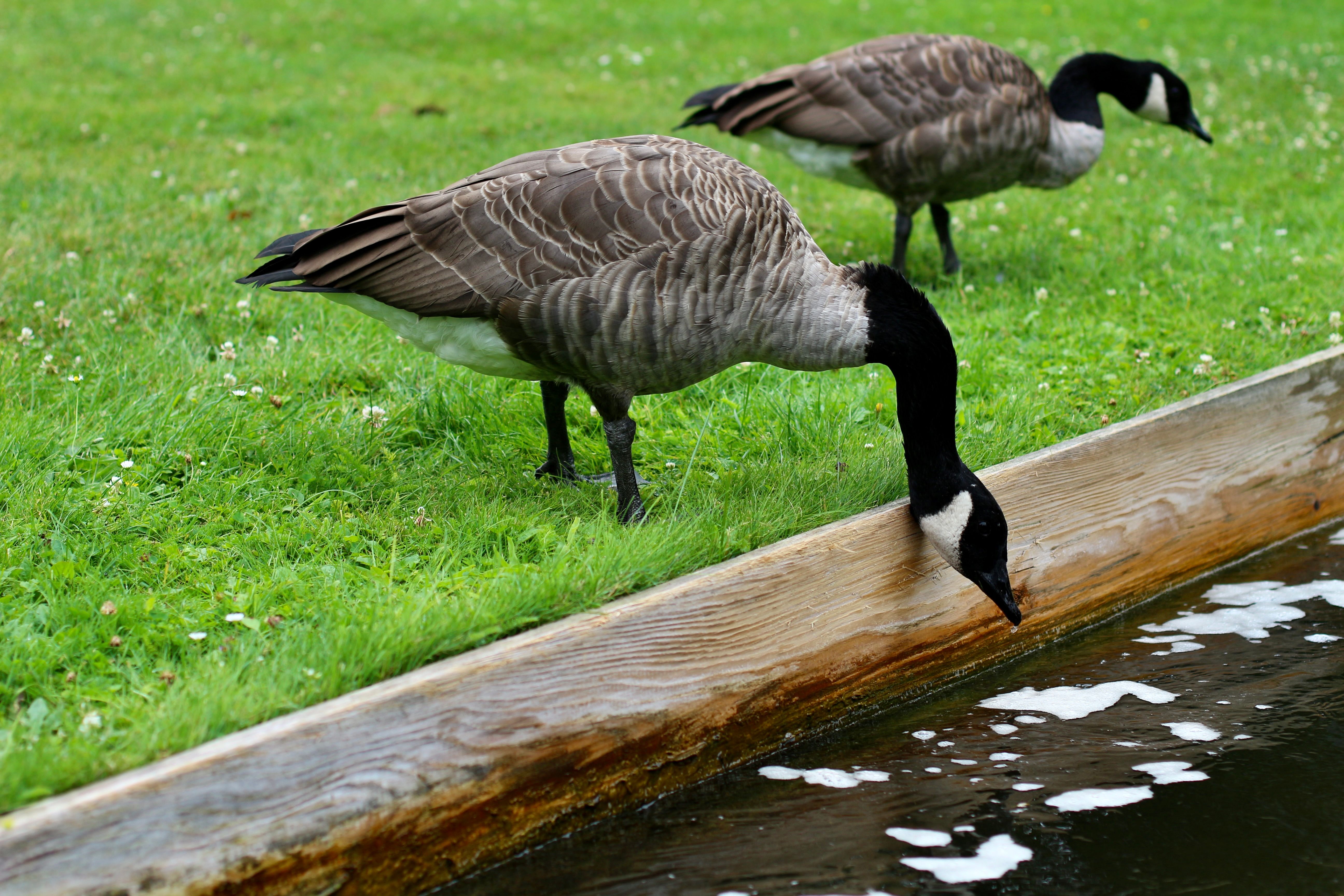 Canadian Geese Drinking from Pond in Park · Free Stock Photo