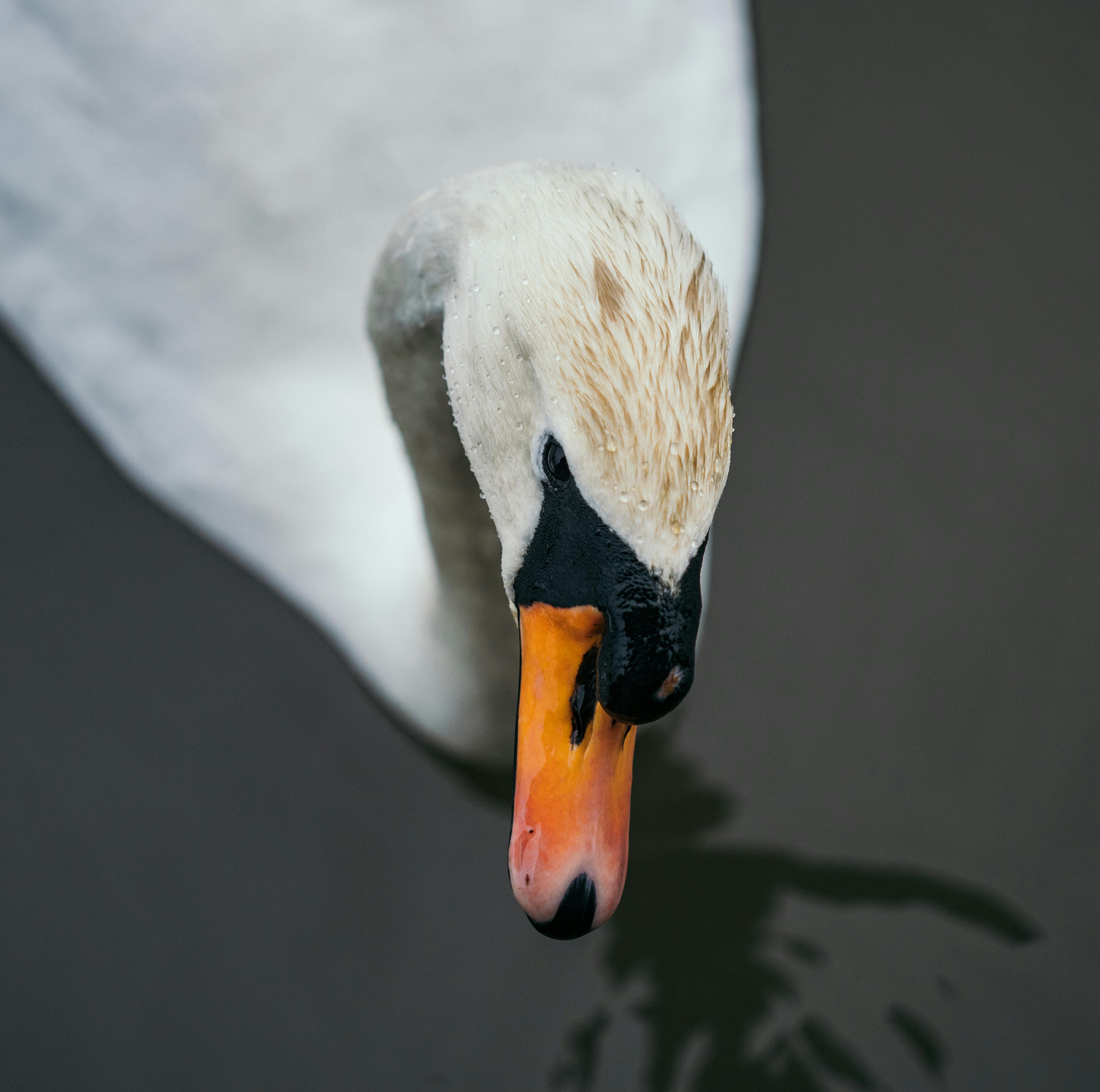 Close up of Swan · Free Stock Photo