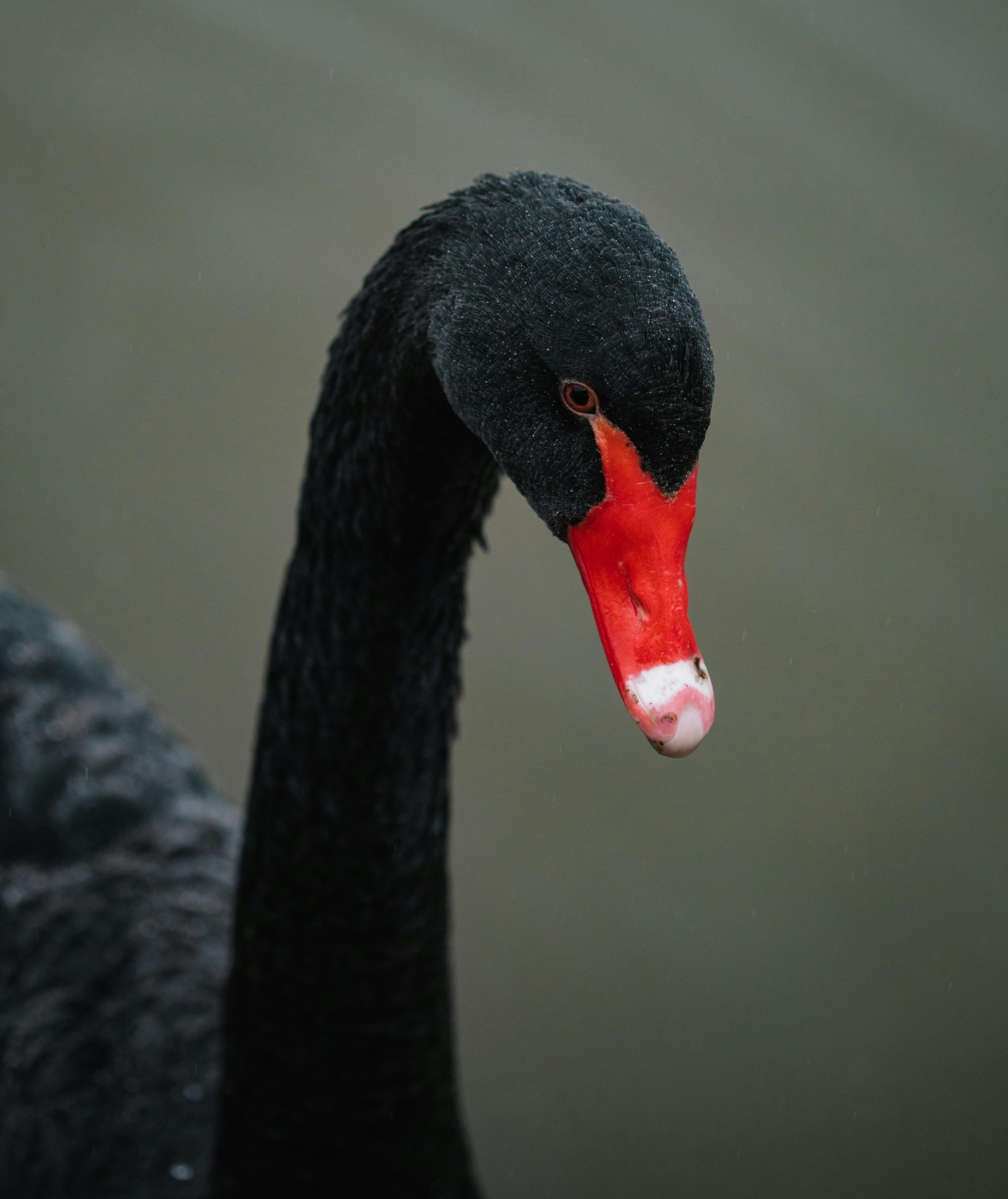 Swan Neck Photos, Download The BEST Free Swan Neck Stock Photos & HD Images