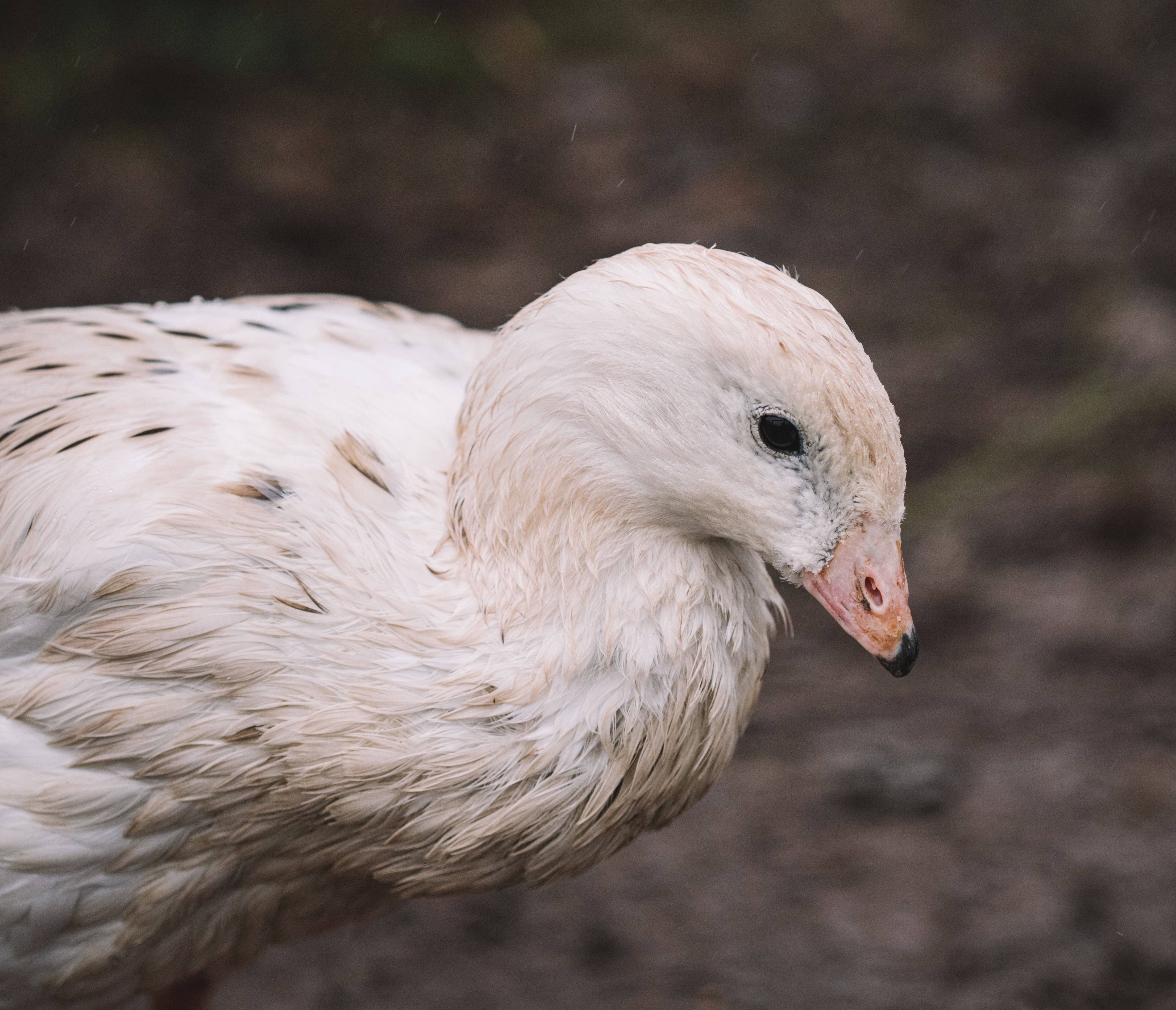 Goose In Rain Photos, Download The BEST Free Goose In Rain Stock Photos ...