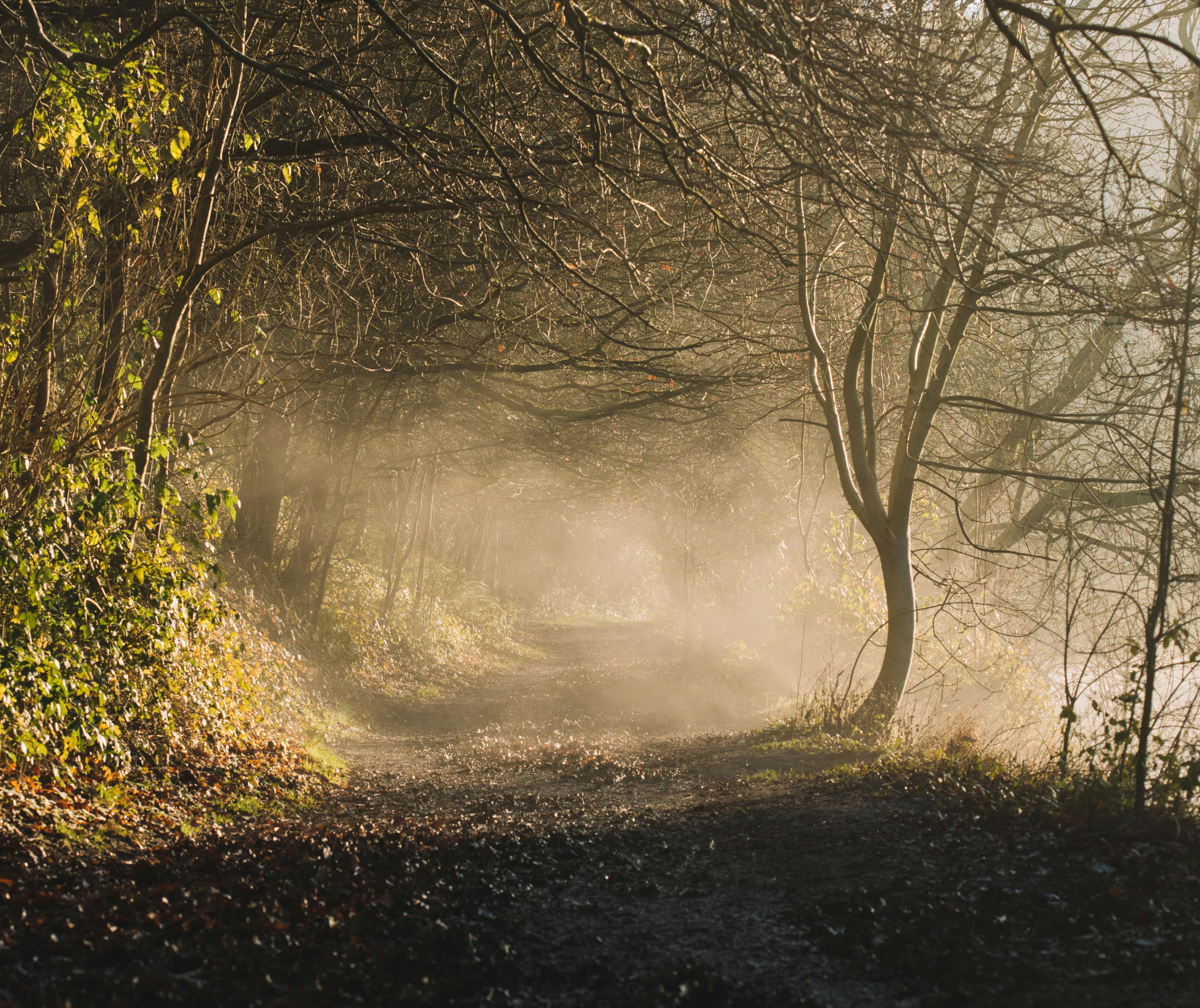 Misty pathway in autumnal empty woods · Free Stock Photo