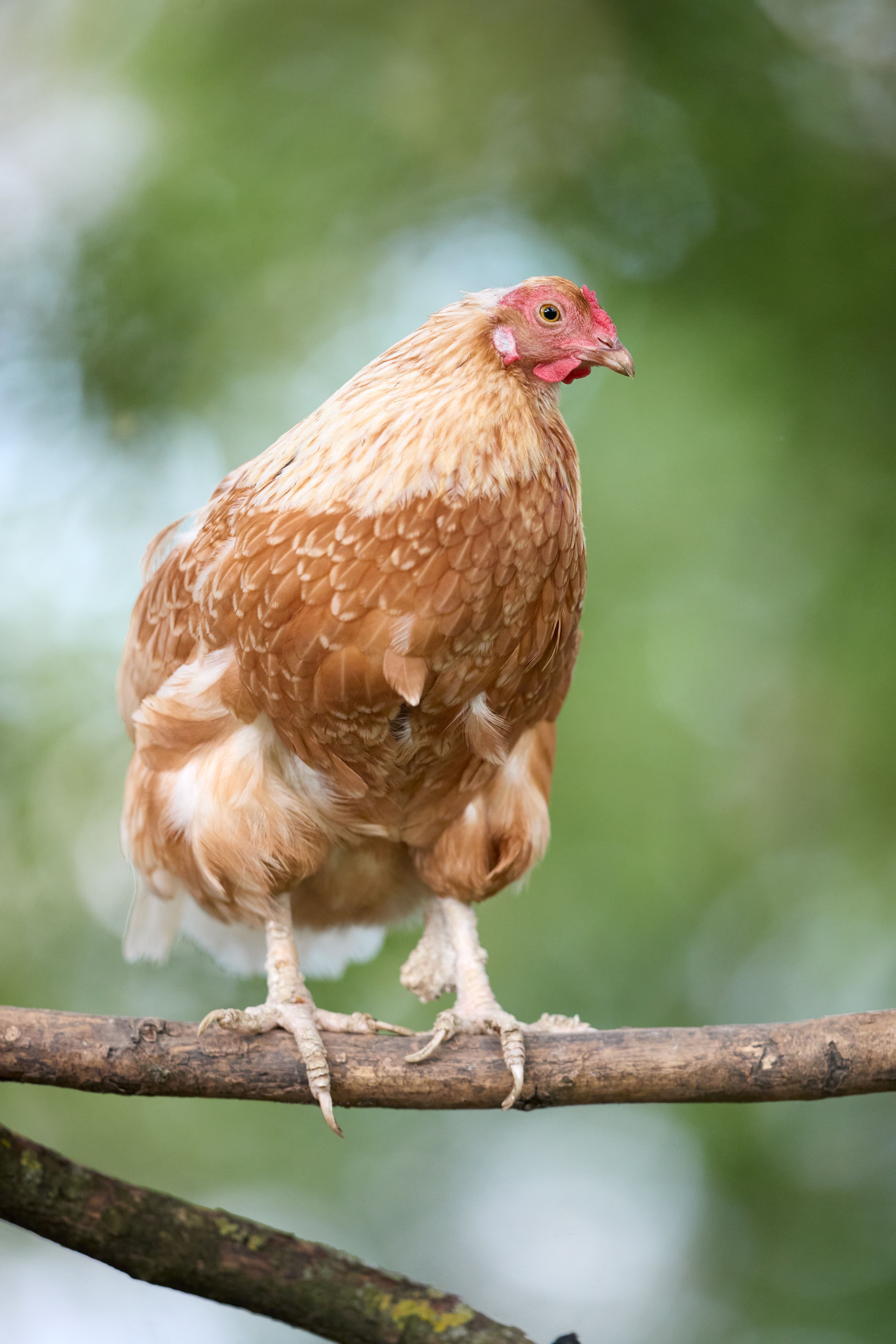 Portrait of a Hen Perched on a Branch · Free Stock Photo