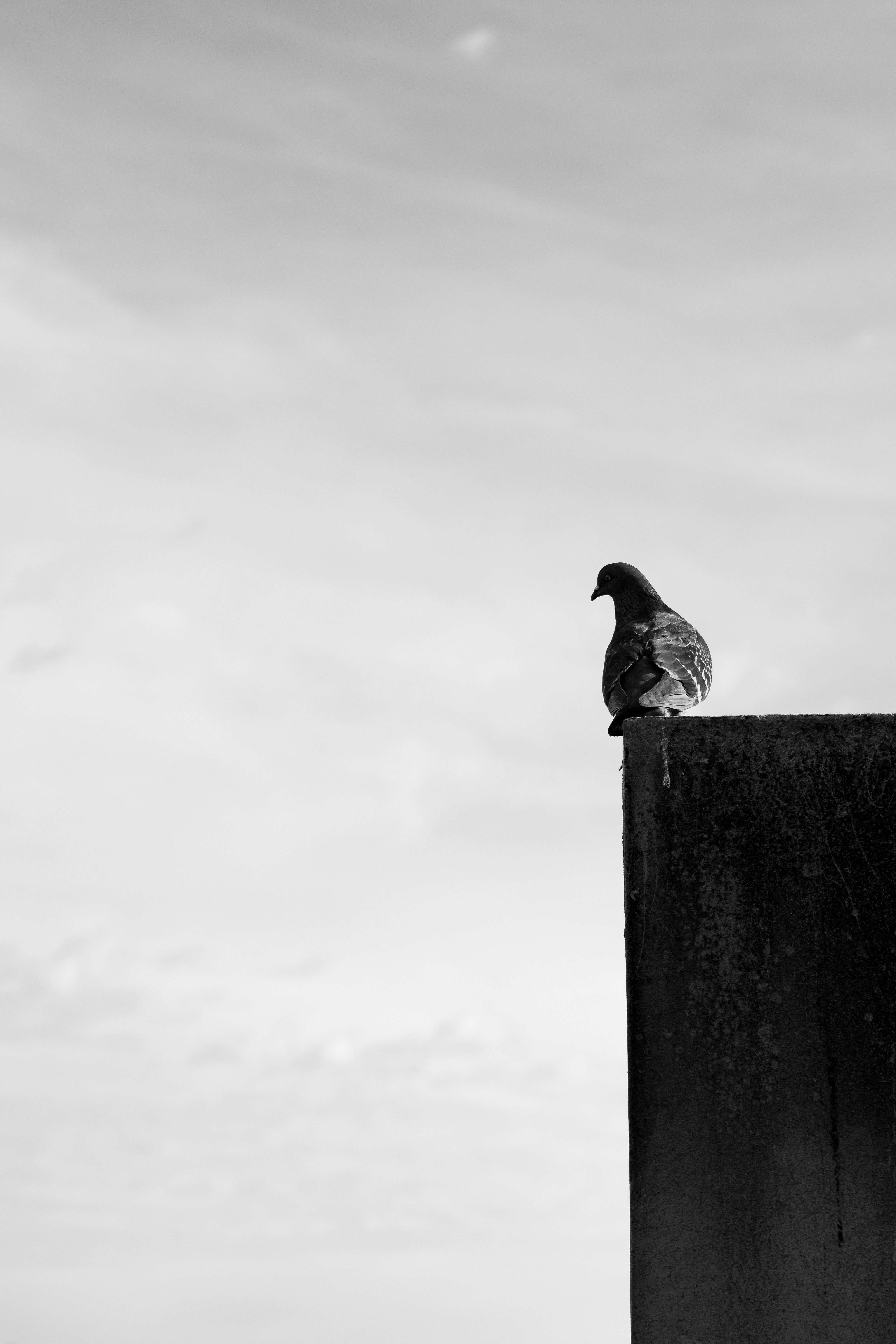 Solitary Bird on Rooftop in Black and White · Free Stock Photo