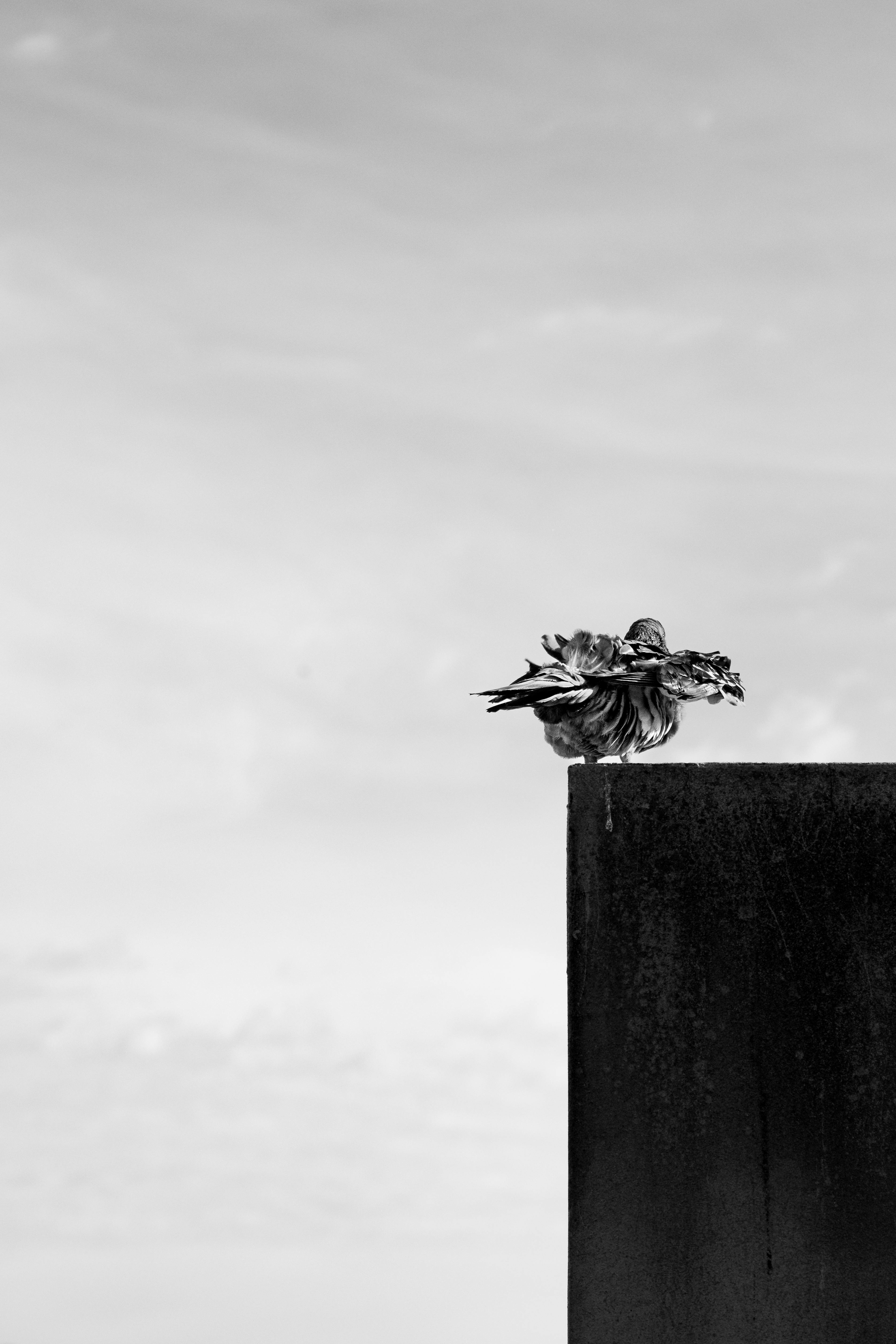 551.708+ Fotos y Imágenes de Black+and+wight. Gratis · Banco de Fotos ...