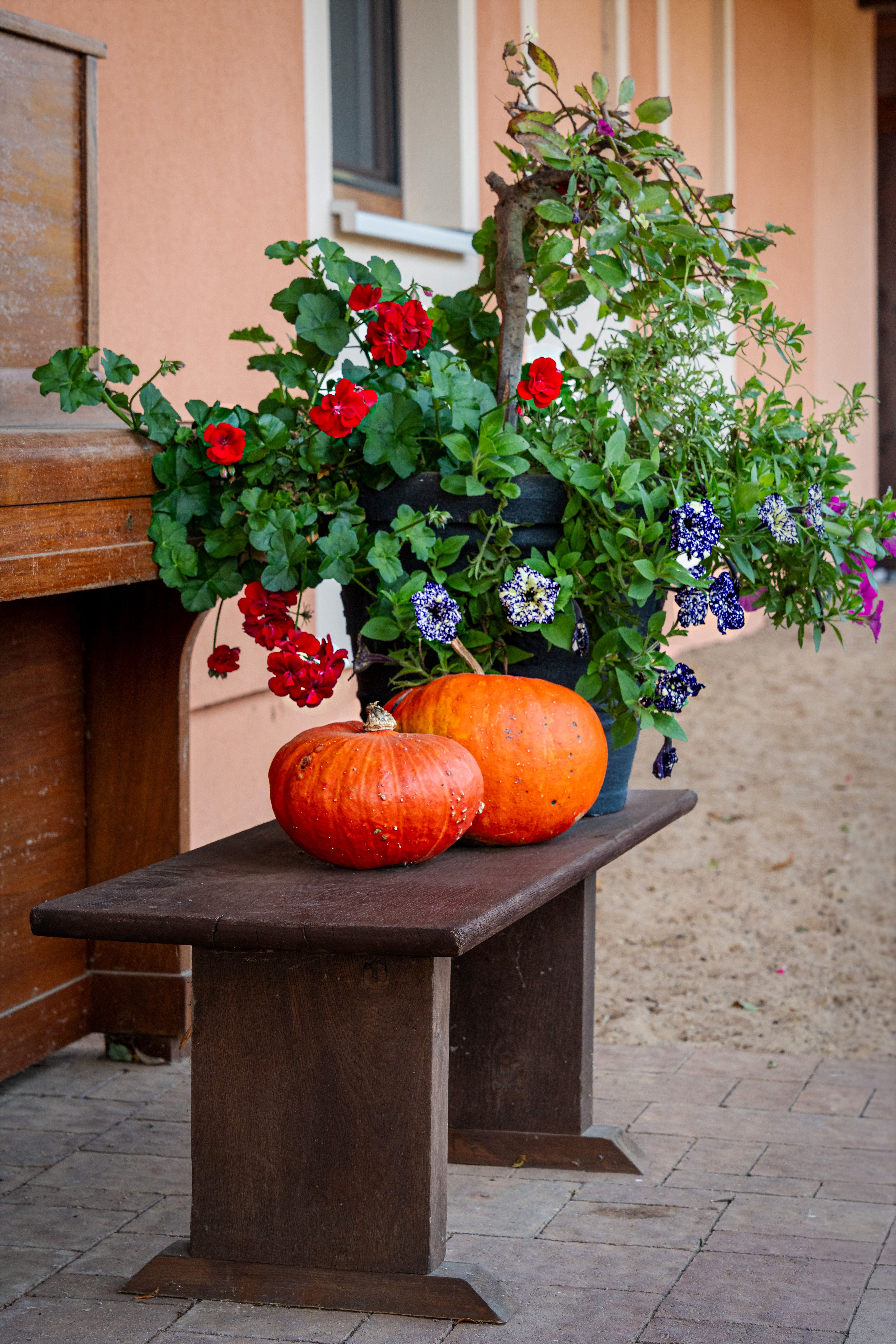 Rustic Autumn Bench with Pumpkins and Flowers · Free Stock Photo