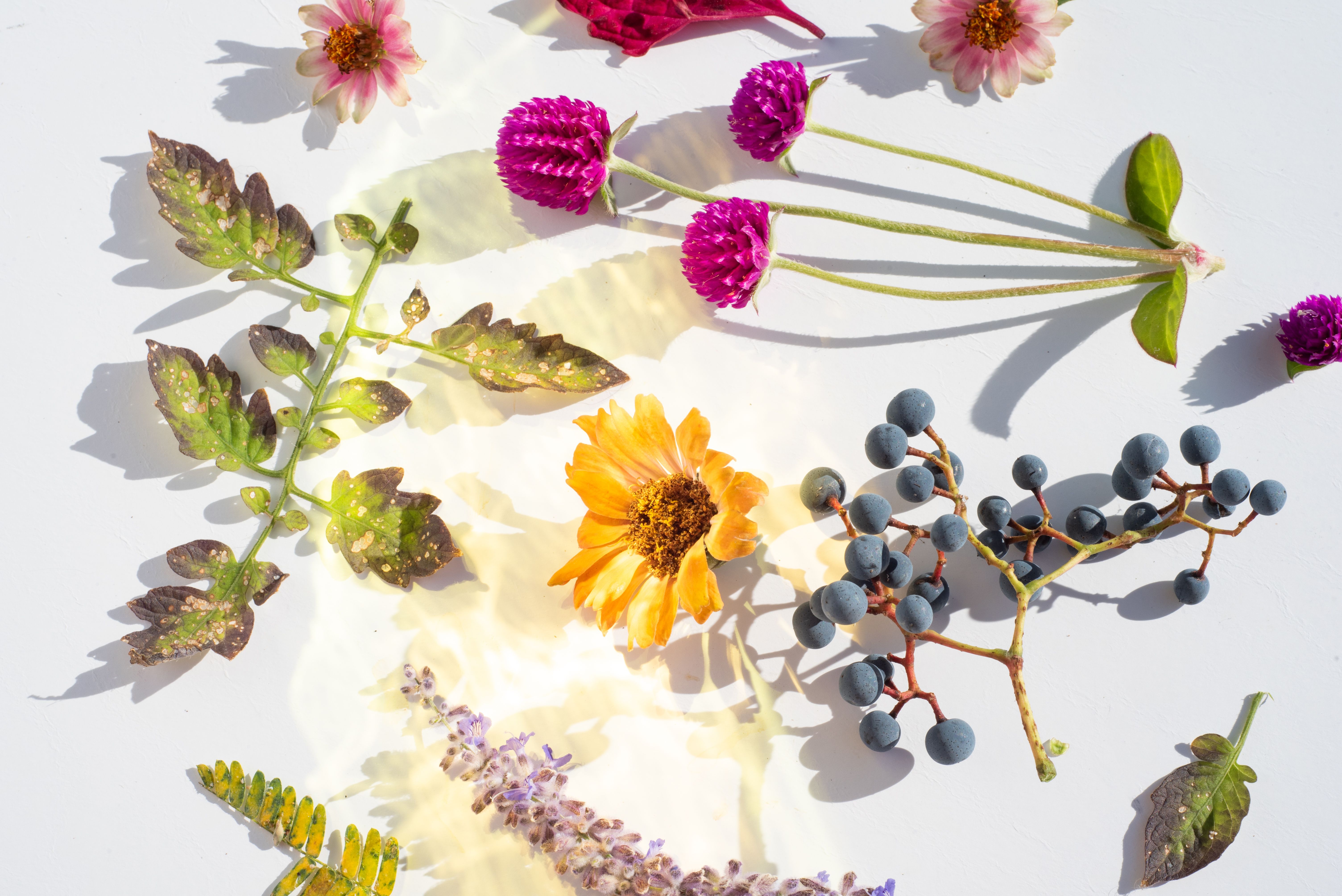 Colorful Botanical Flat Lay with Autumn Flora · Free Stock Photo