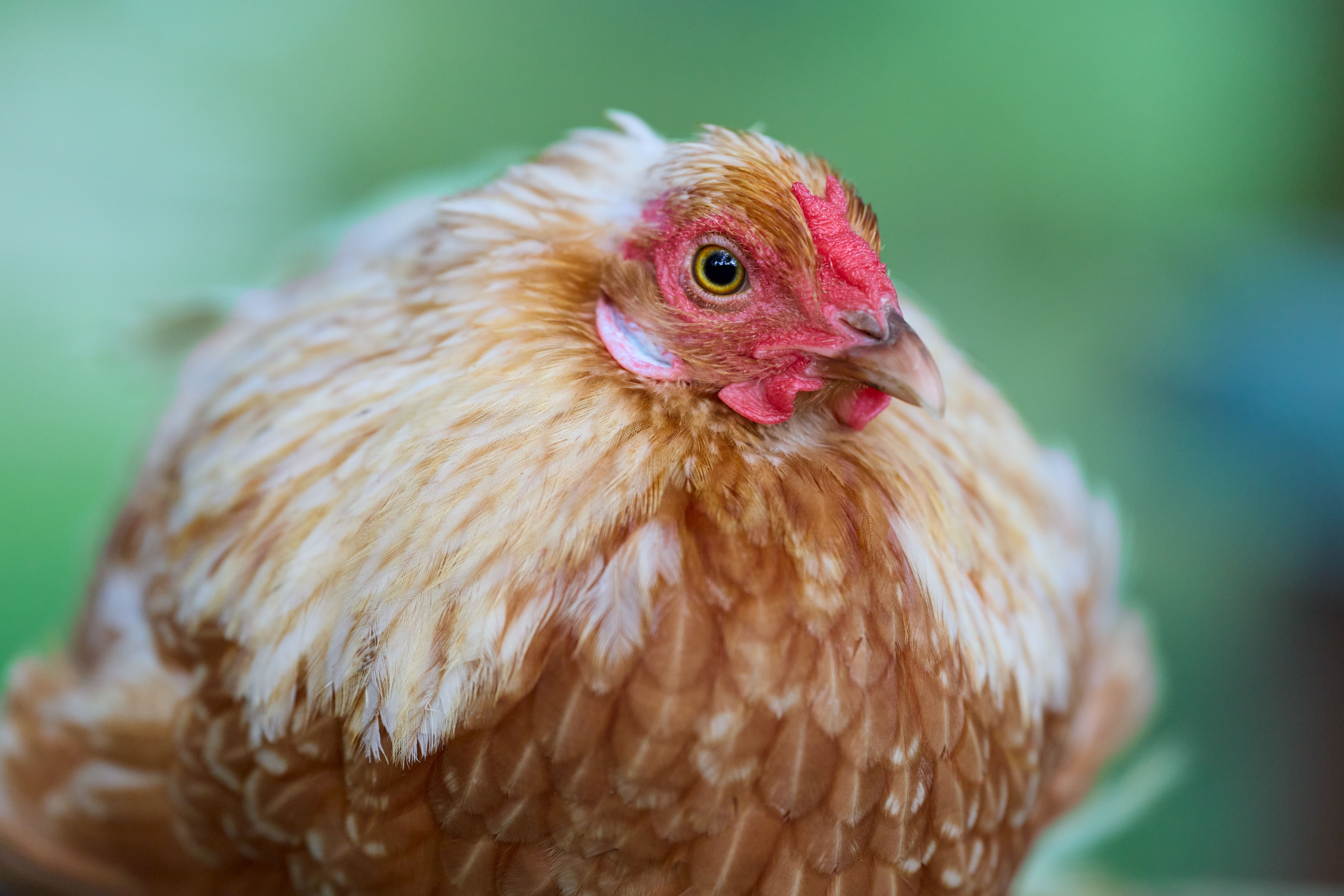 Close-Up Portrait of a Fluffy Brown Hen · Free Stock Photo