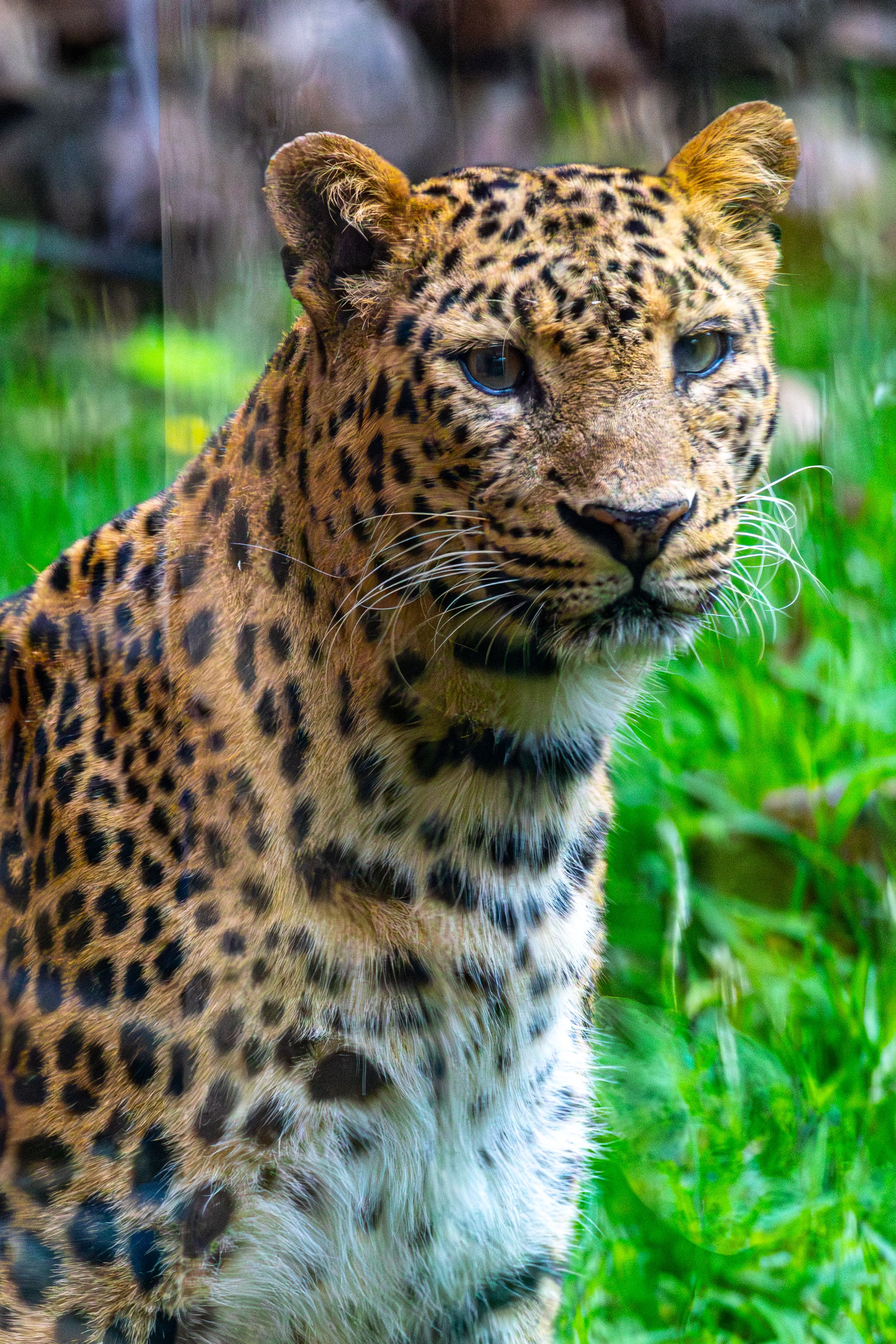 20.000+ beste Panter Print foto's · 100% gratis downloaden · Pexels ...
