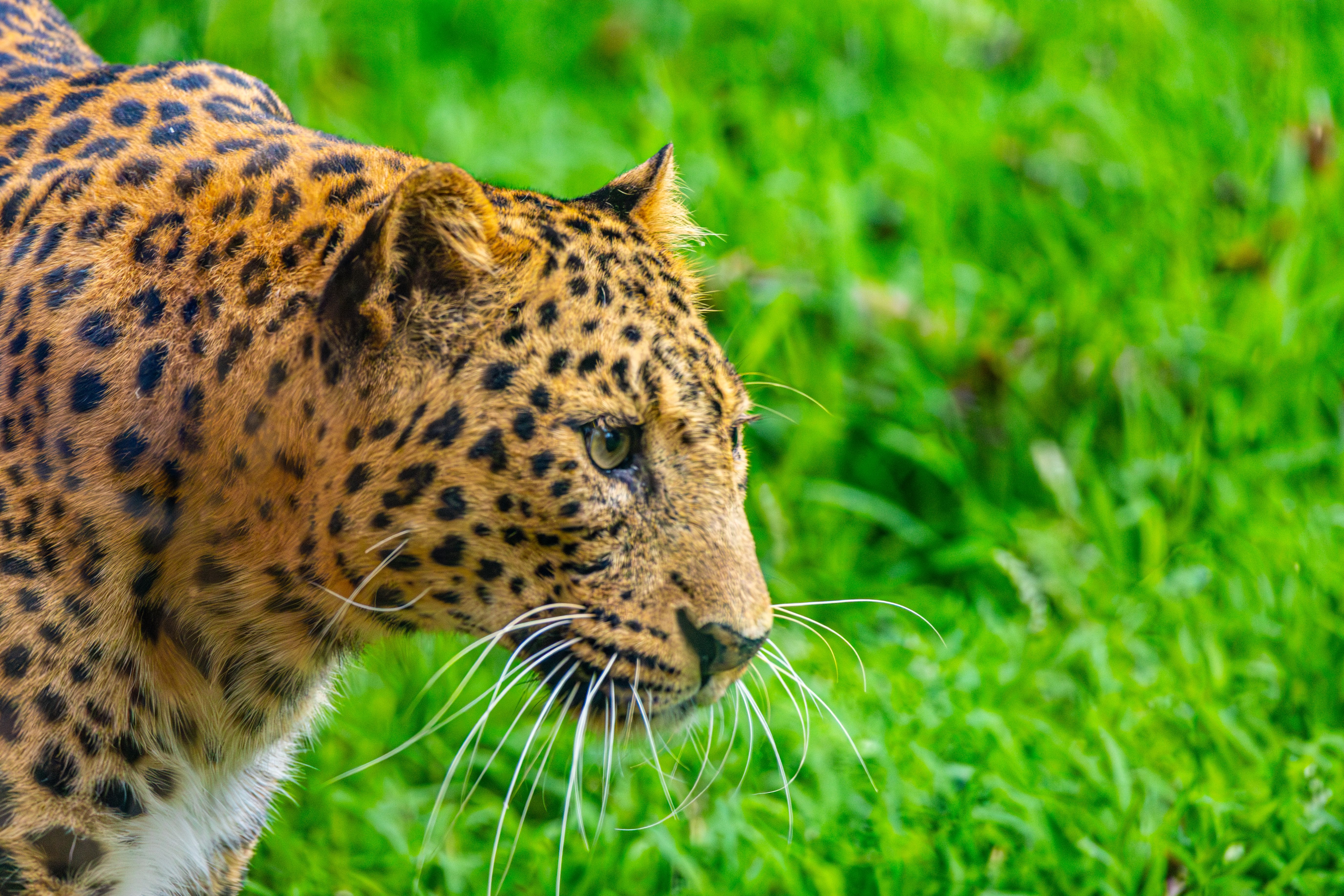 Primer Plano De Un Majestuoso Leopardo En Su Hábitat Verde. · Foto de ...