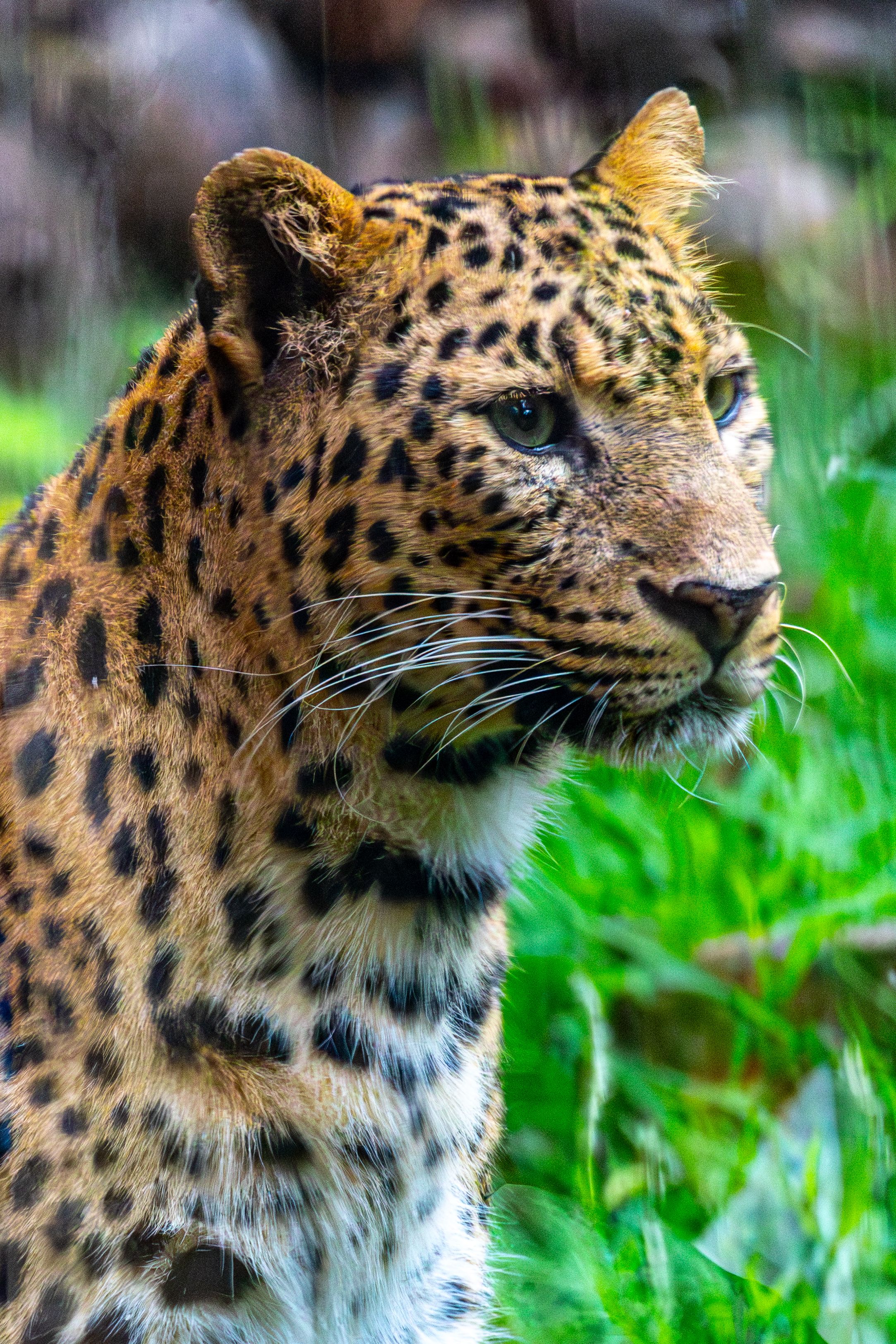 A Close-Up Shot of a Leopard · Free Stock Photo