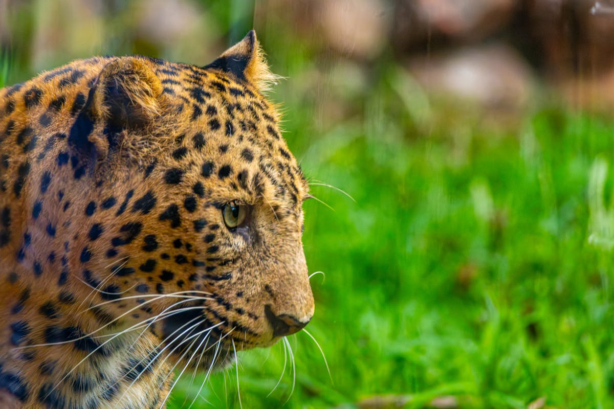 Amur Leopard Photos, Download The BEST Free Amur Leopard Stock Photos ...